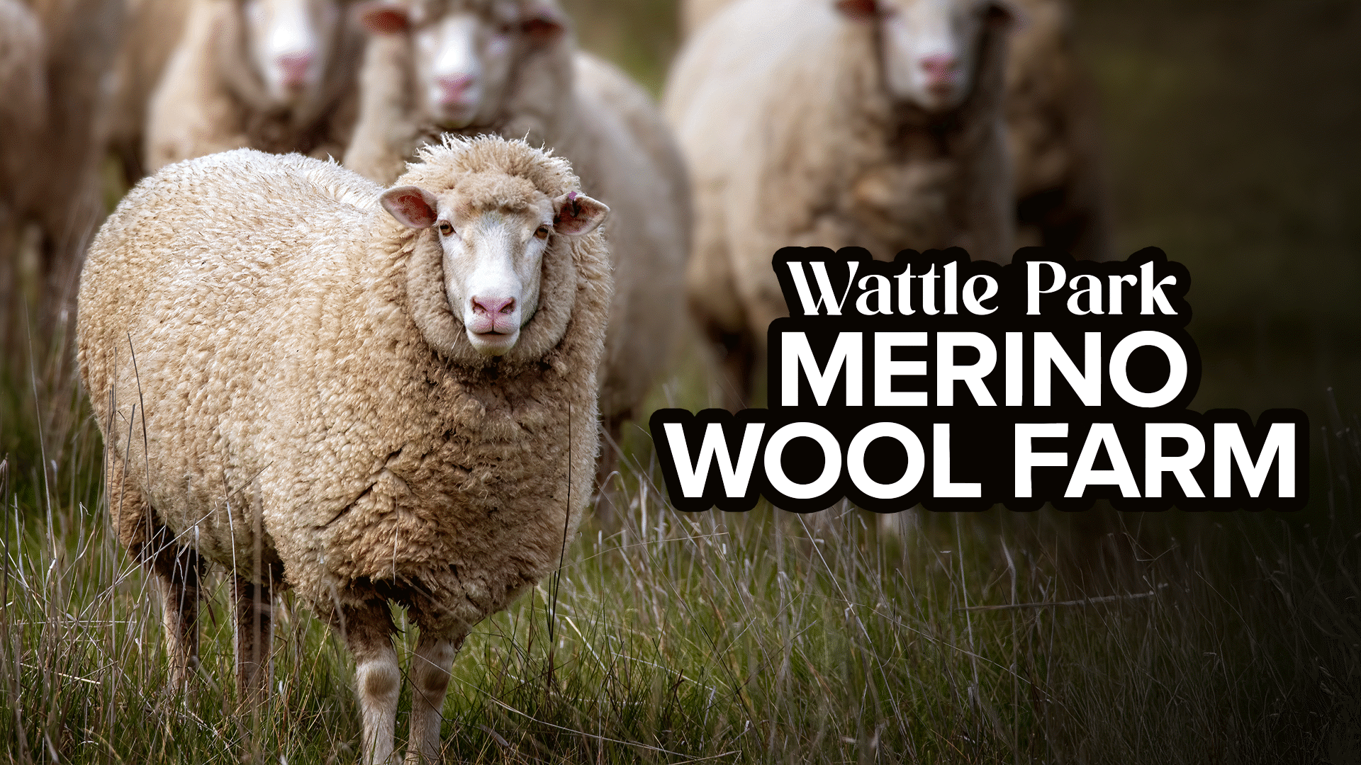 Triple Bottom Line in Action: Wattle Park Merino Wool Farm | ClickView