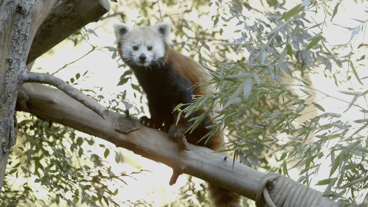 Red Pandas Video & Resources | ClickView