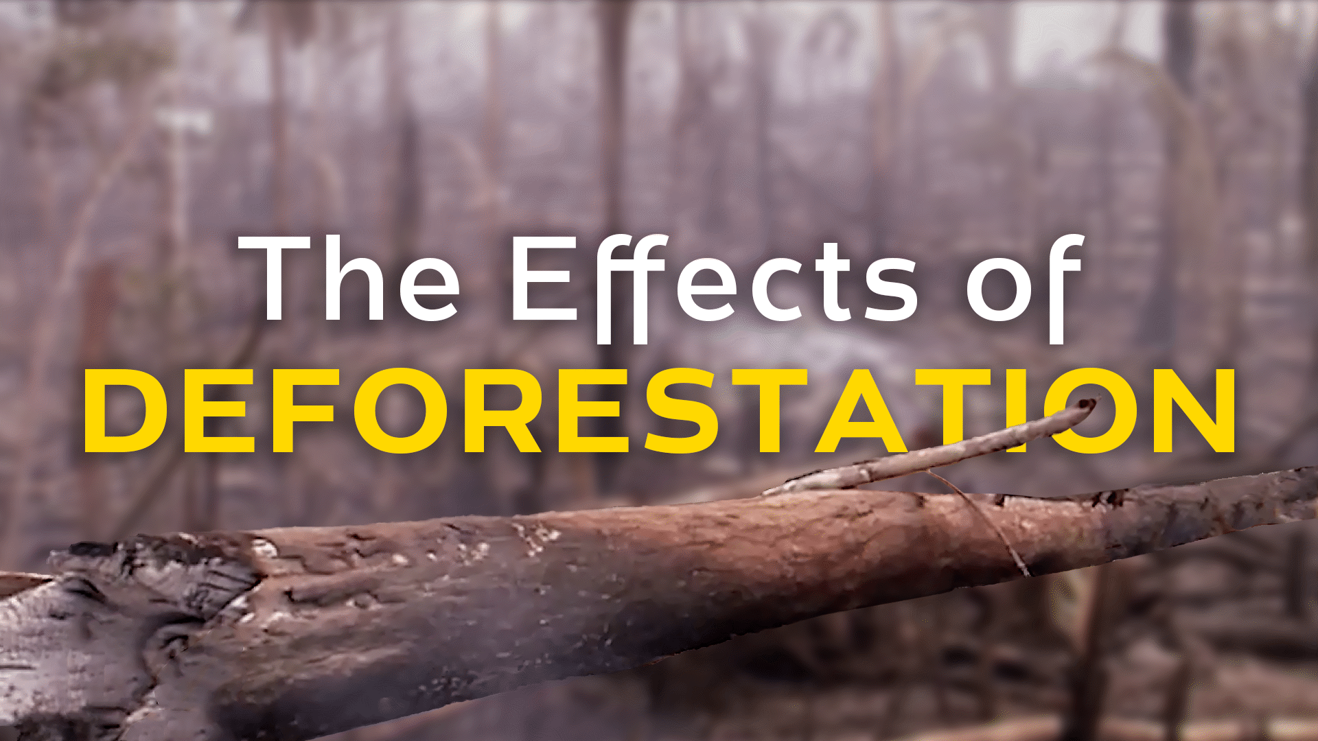 The Amazon Rainforest Video & Resources | ClickView