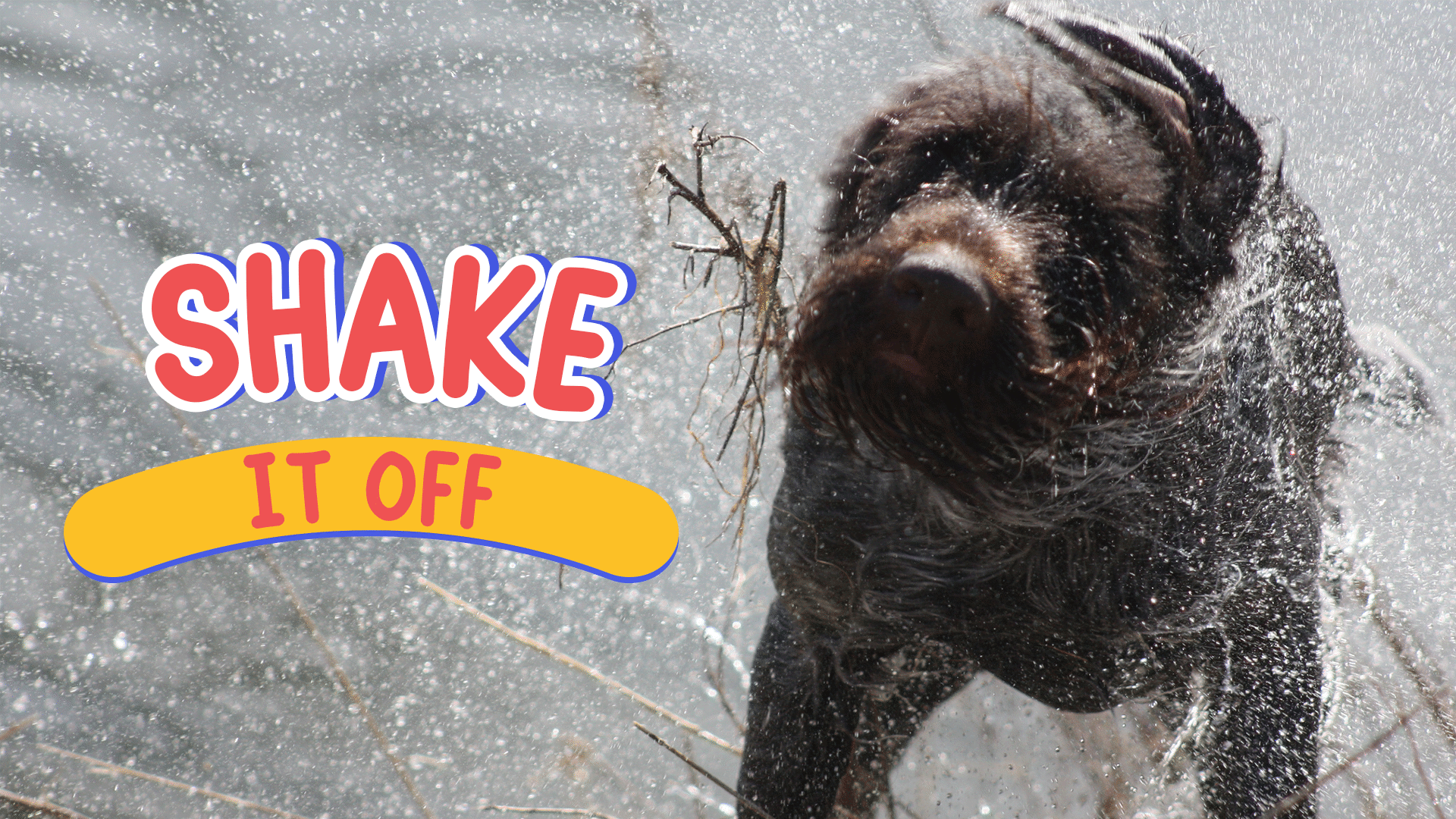 Shake it Off Video Teaching Resources | ClickView