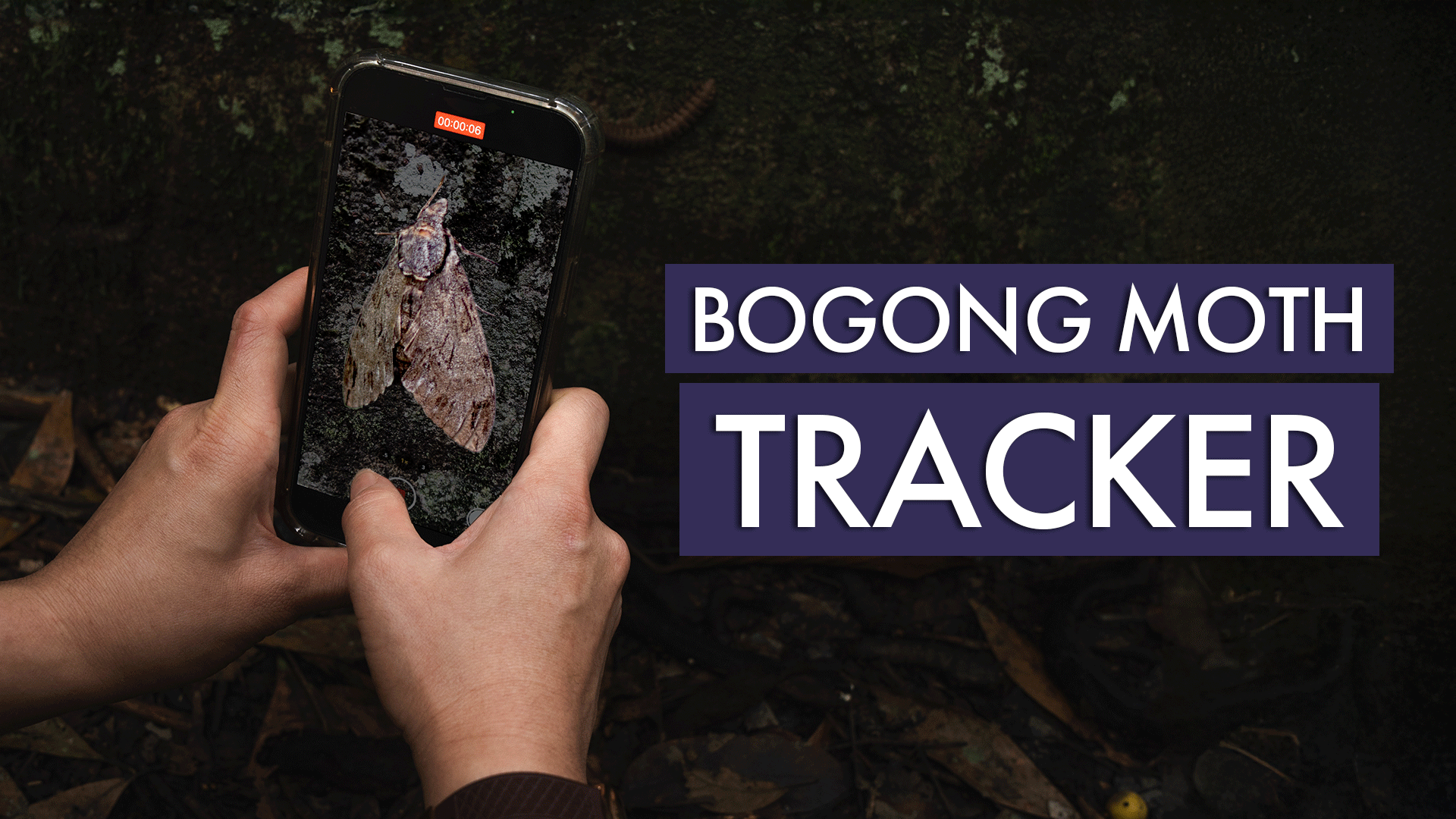 Bogong Moth Tracker Video & Resources | ClickView