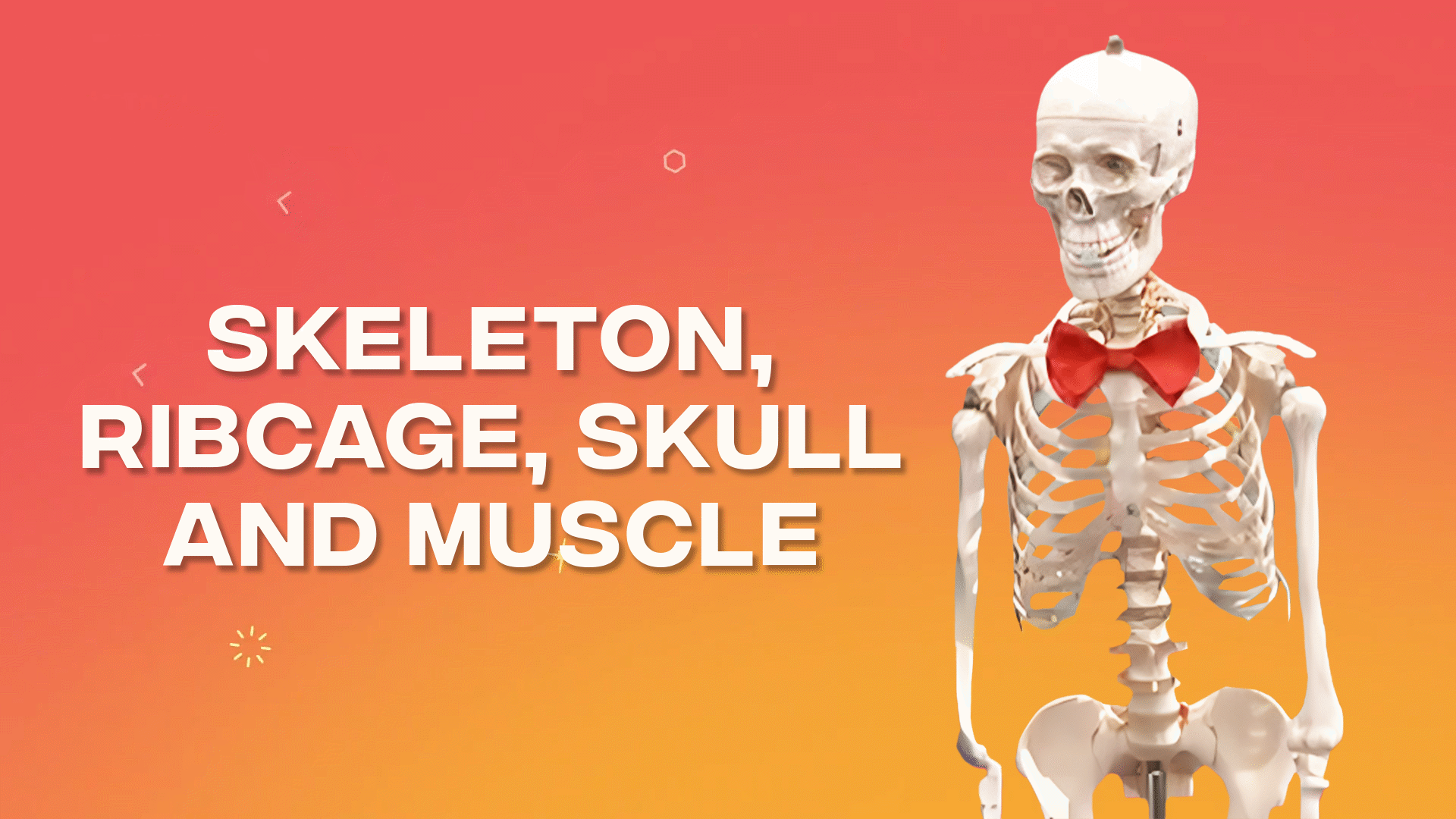 Science: Inside the Human Body - Skeleton, Ribcage and Skull, Muscles ...