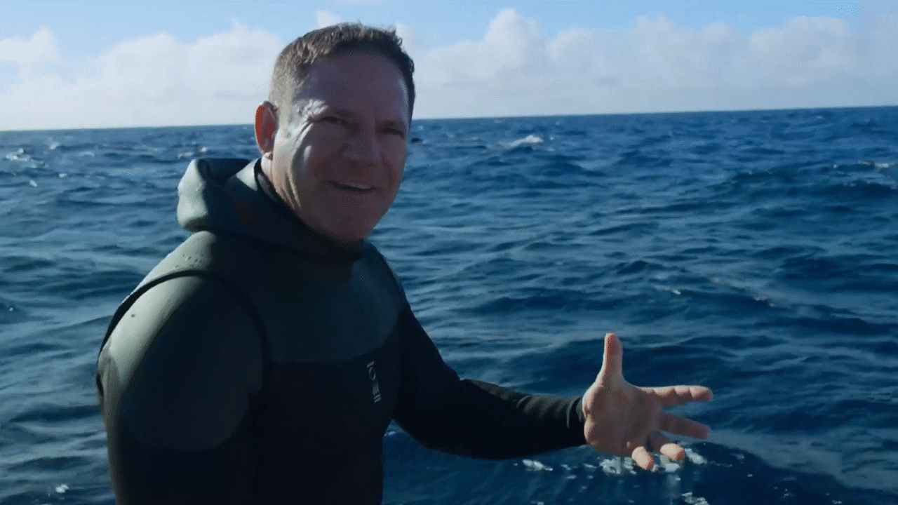 Whale with Steve Backshall Videos & Resources | ClickView