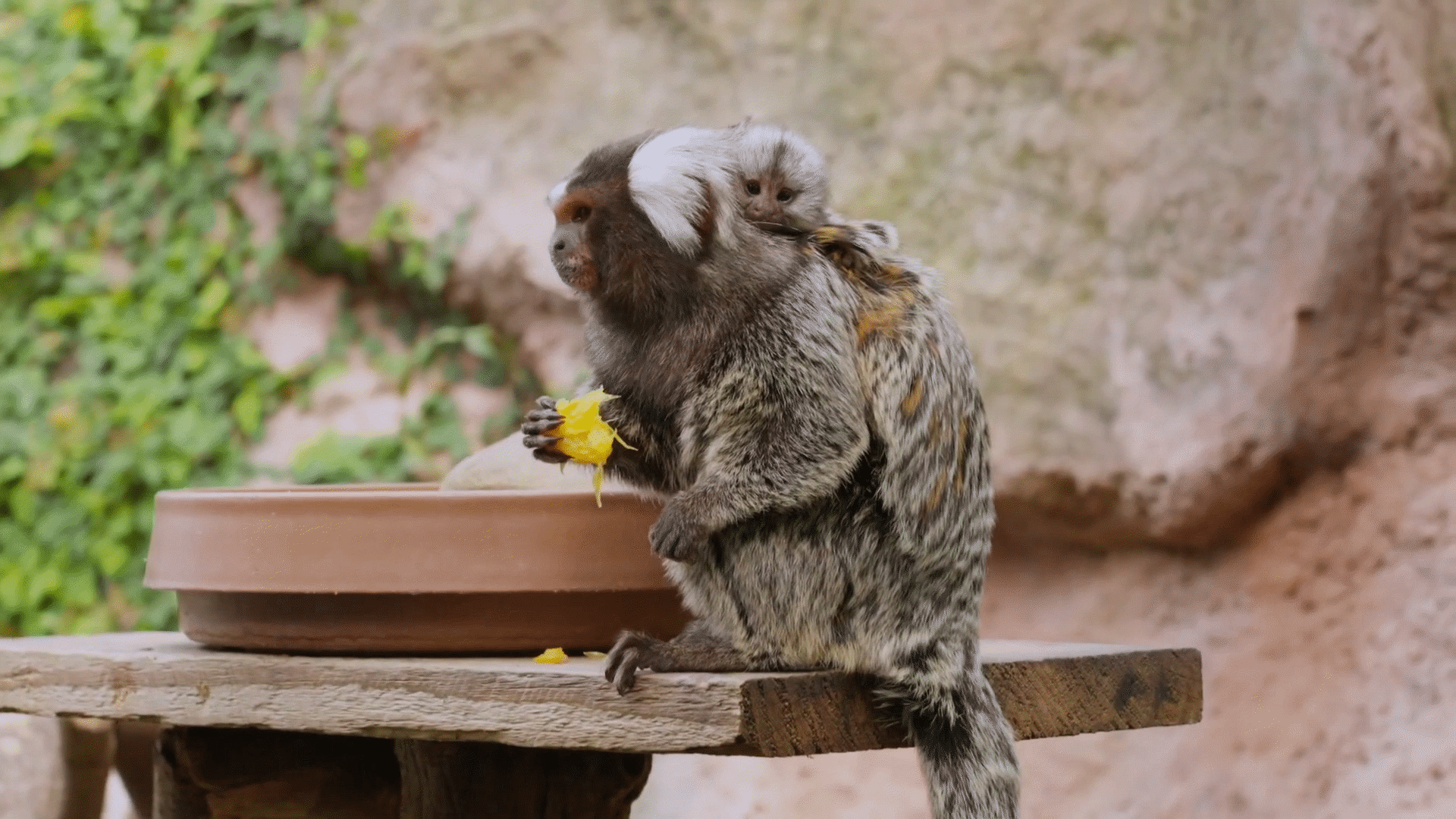 Story 1: Marmoset Monkeys Video & Resources | ClickView
