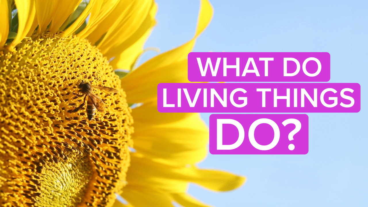Living and Non-Living Things | ClickView