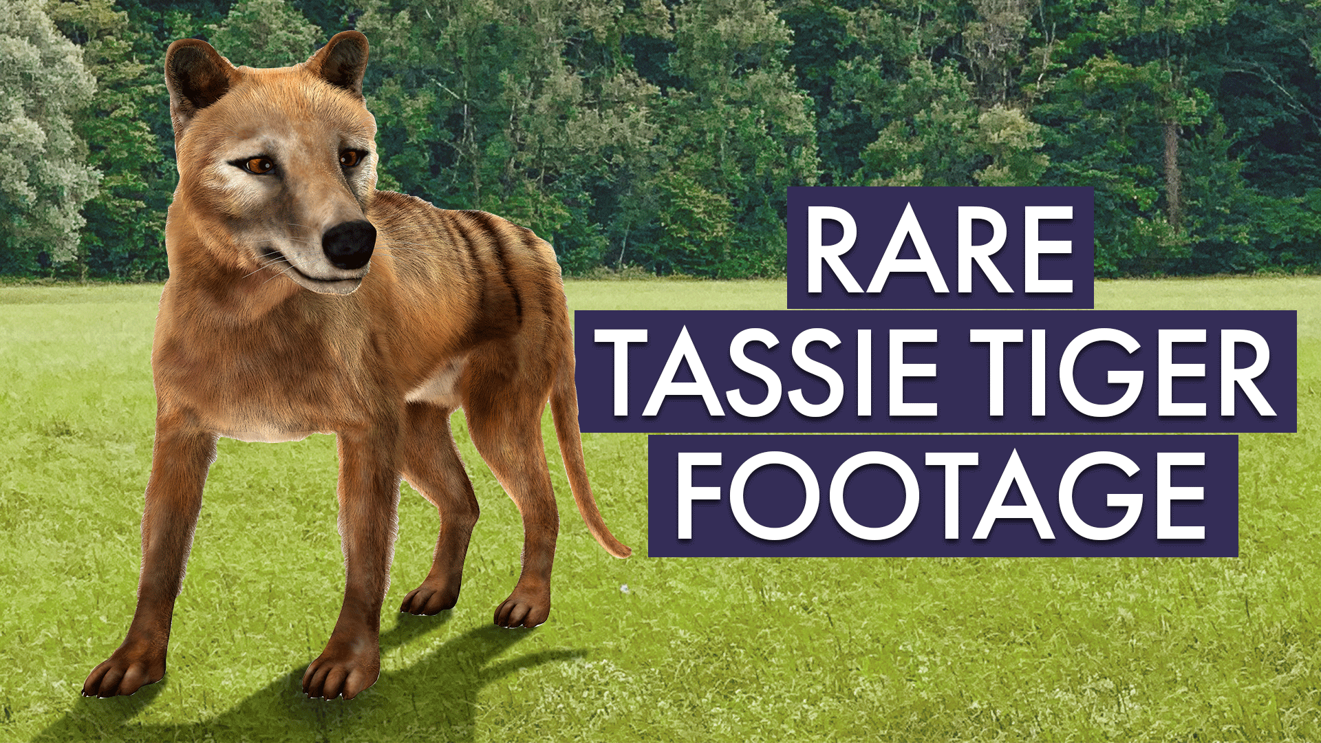 Tassie Tiger Video & Resources | ClickView