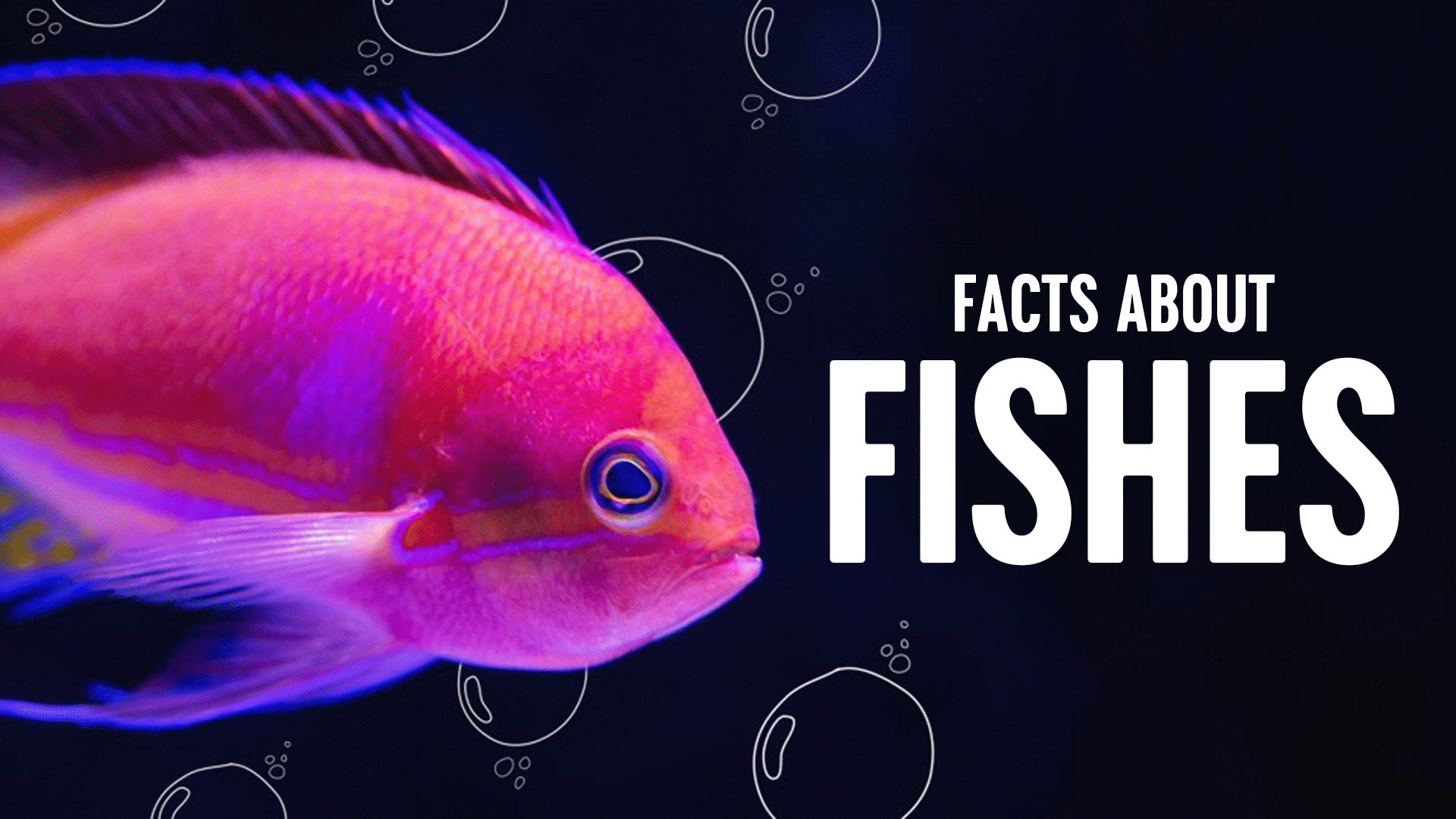 Fascinating Fishes Video & Resources | ClickView