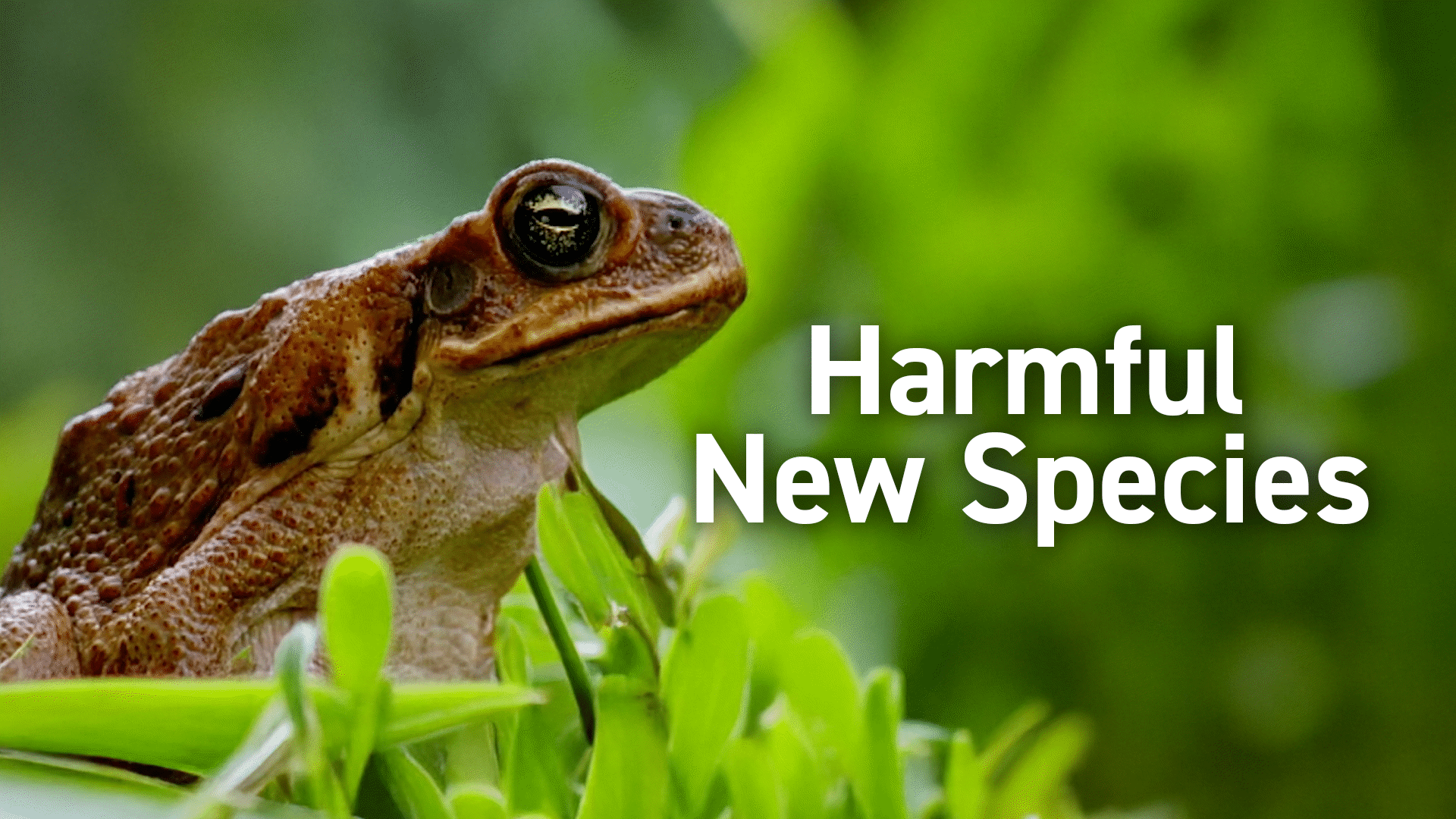 Invading Animals: The Cane Toad Video & Resources | ClickView