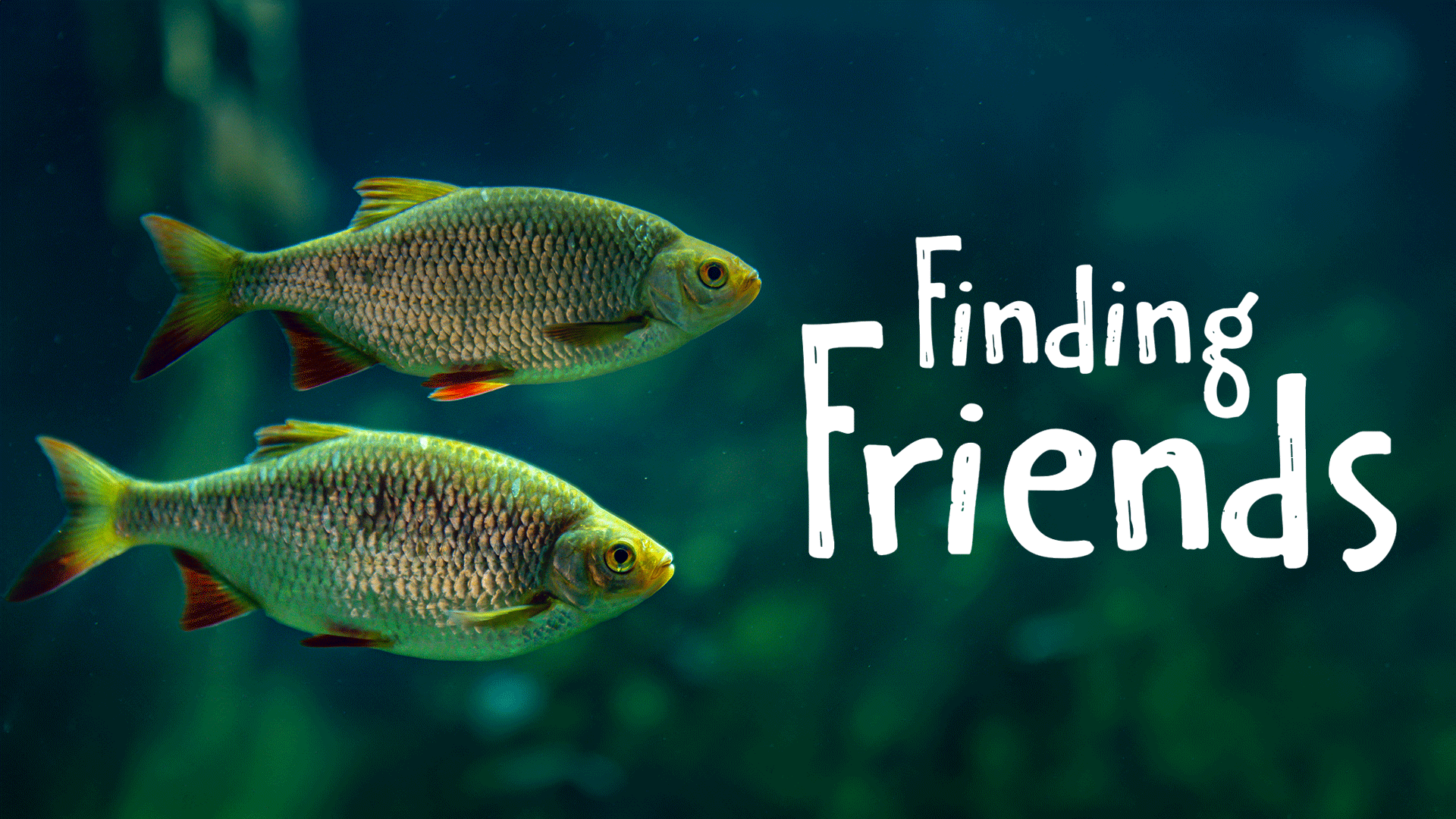 Finding Friends Video & Resources | ClickView