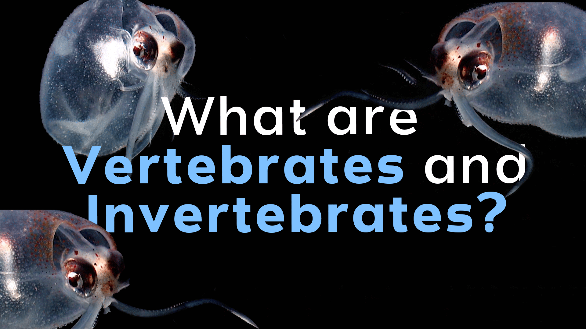 Vertebrates and Invertebrates Video & Resources | ClickView