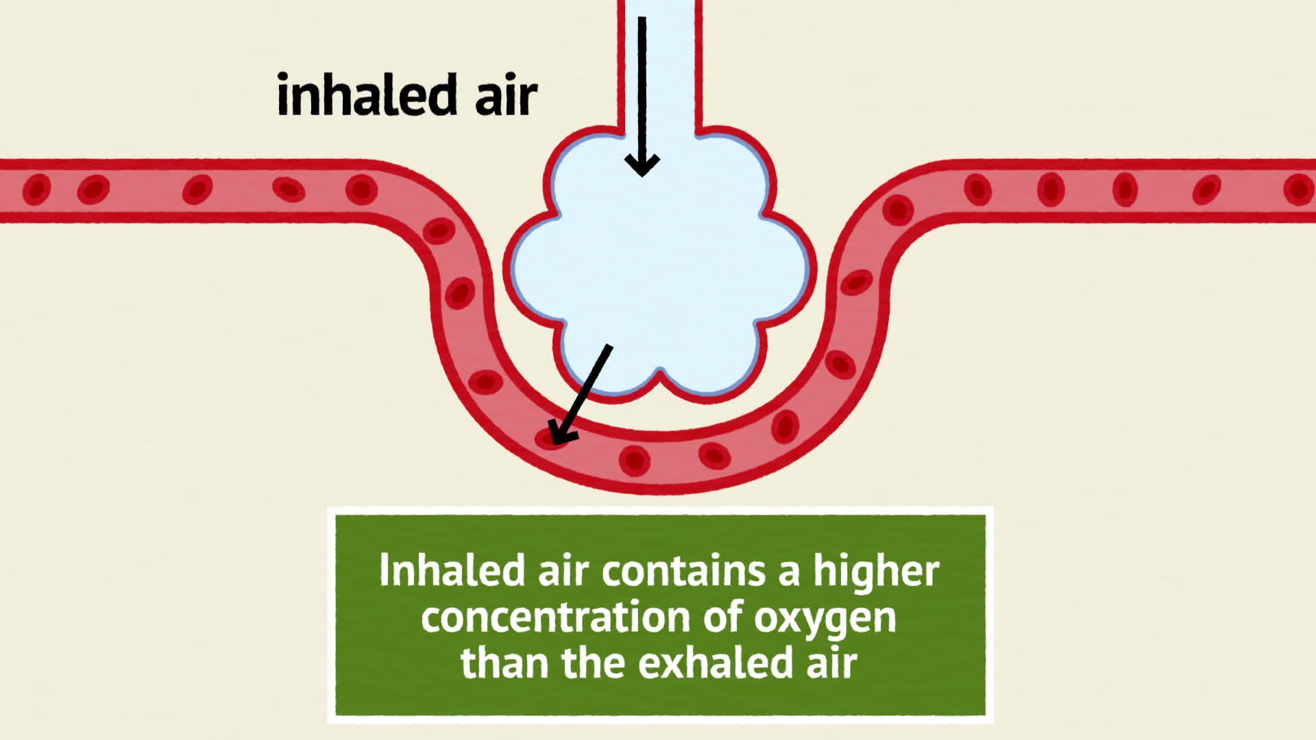 How Is Gas Exchanged during Respiration? | ClickView