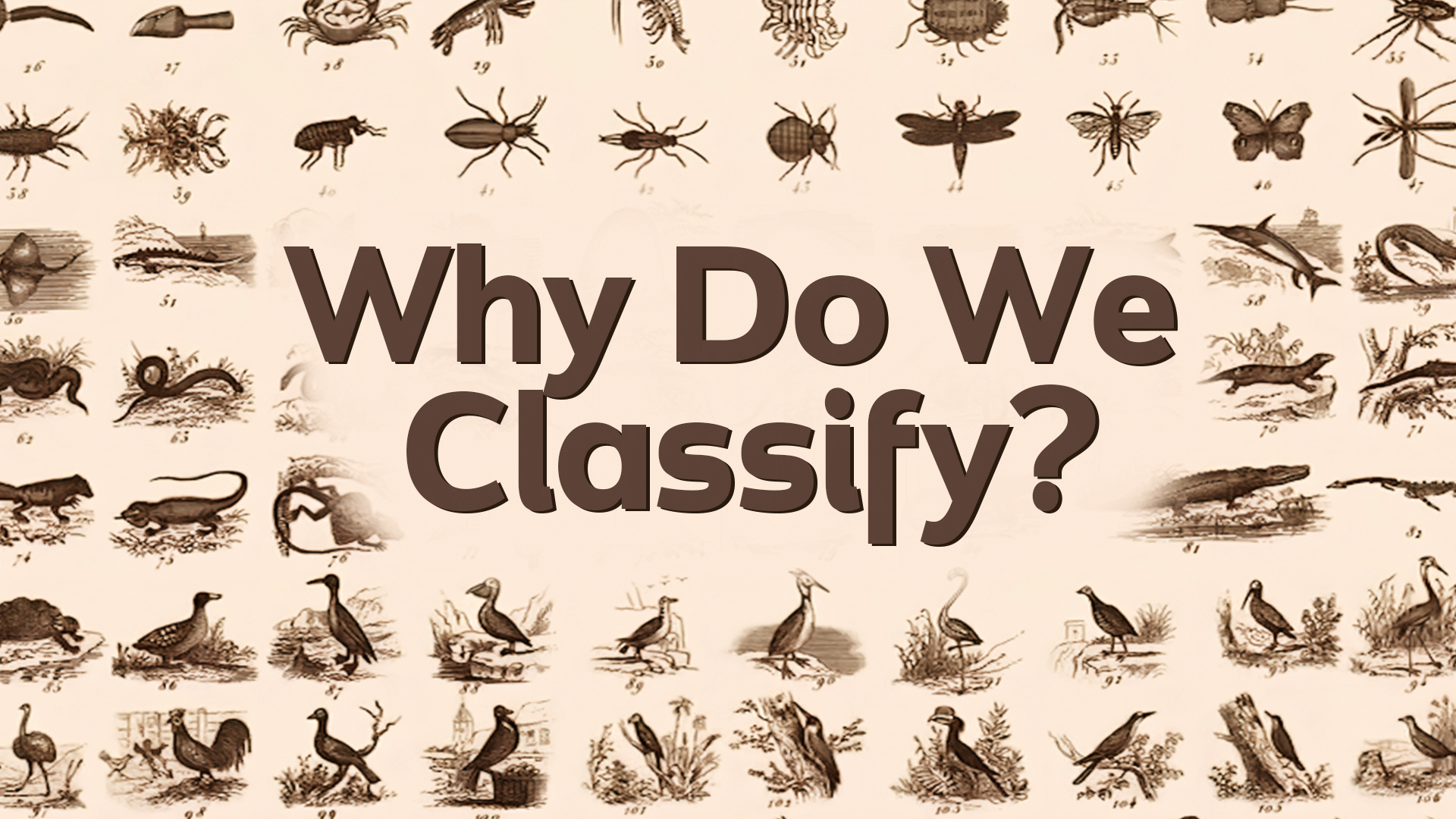 Variation And Classification Why Classify Clickview