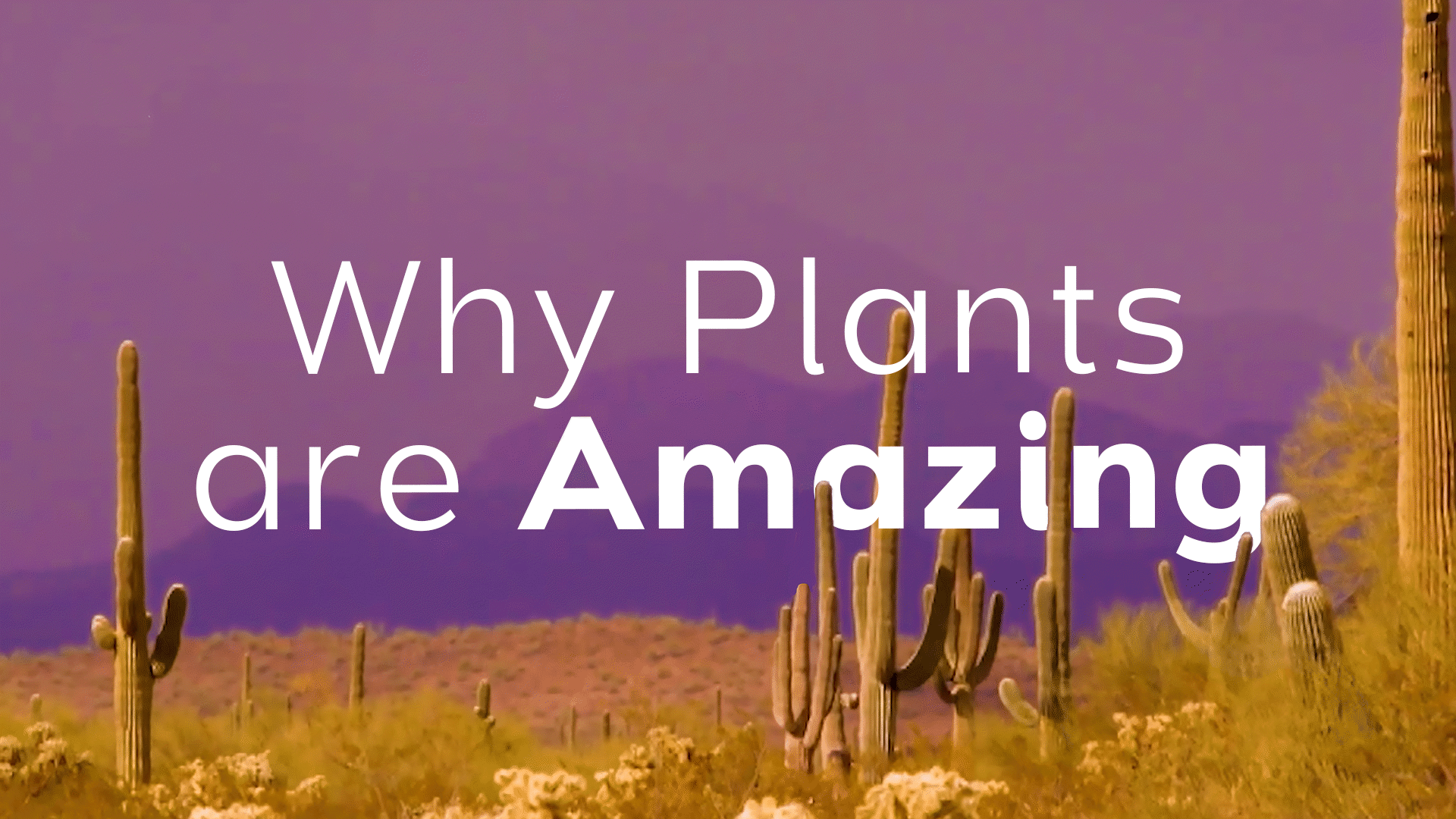 Amazing Plants: Plant Life Cycle | ClickView
