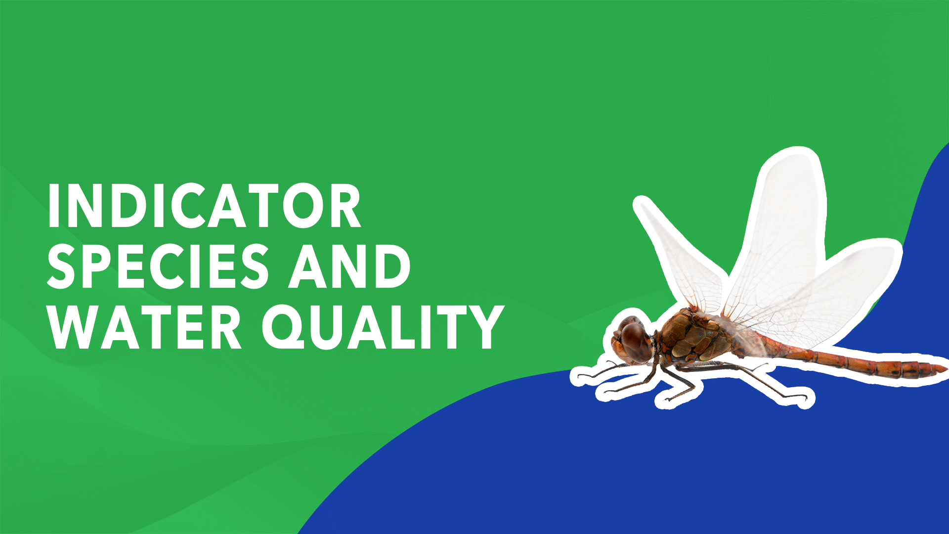 Indicator Species and Water Quality | Streamable Learning