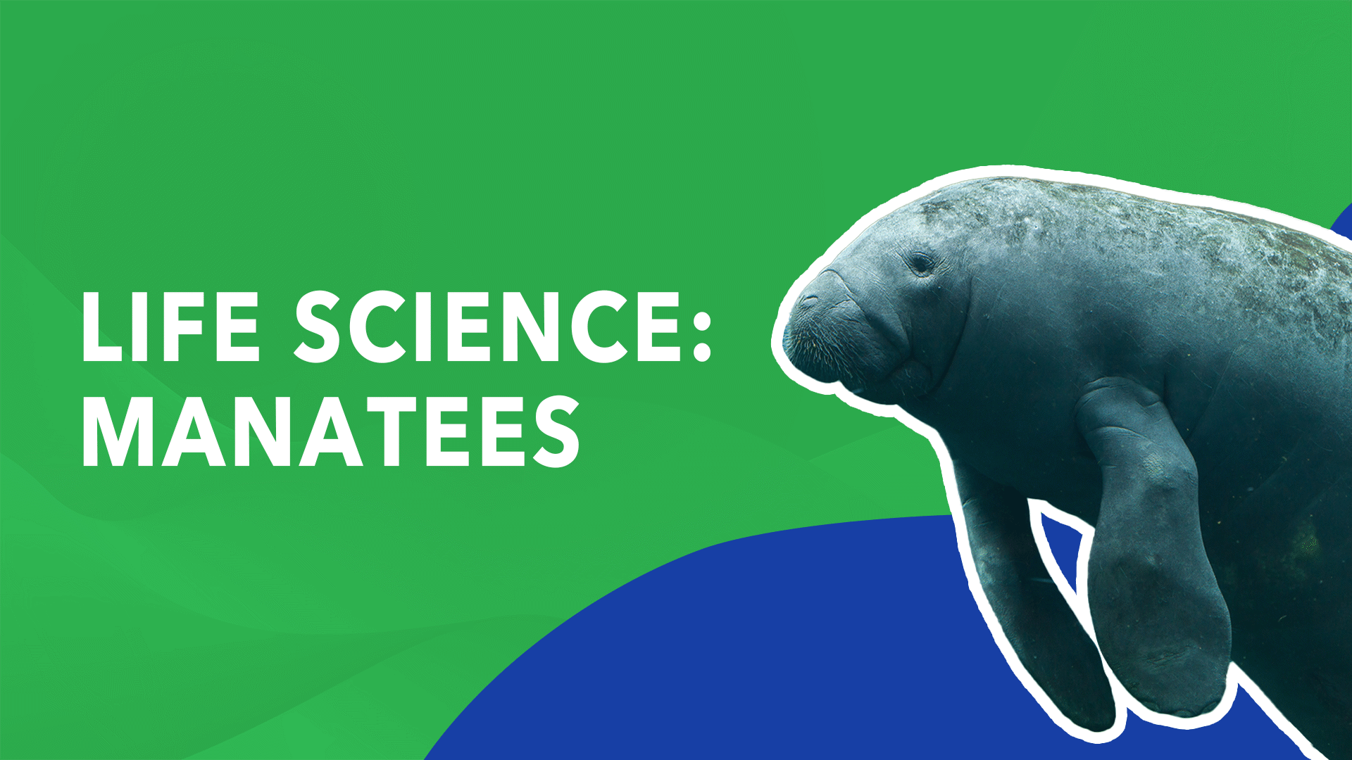 Life Science: Manatees Recording | Streamable Learning