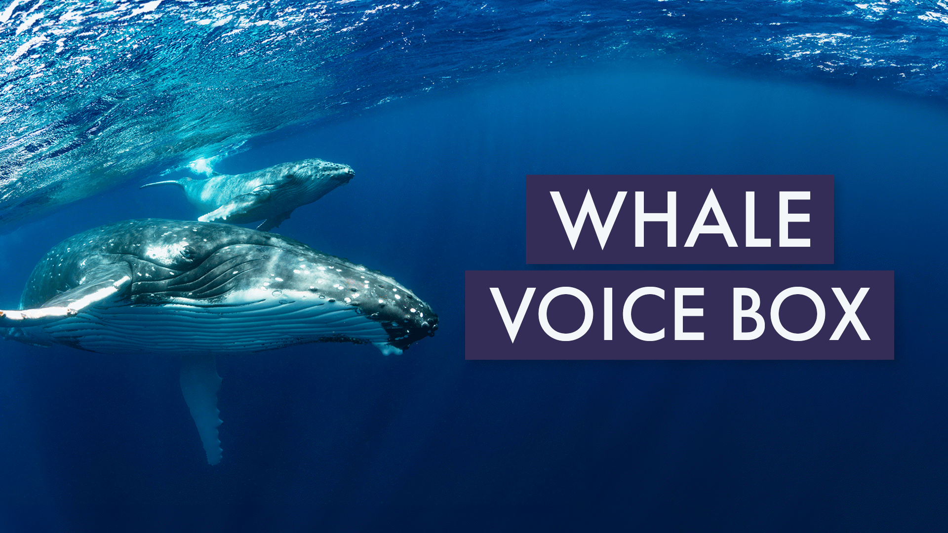 Whale Voice Box - Researchers have solved a m... - ClickView
