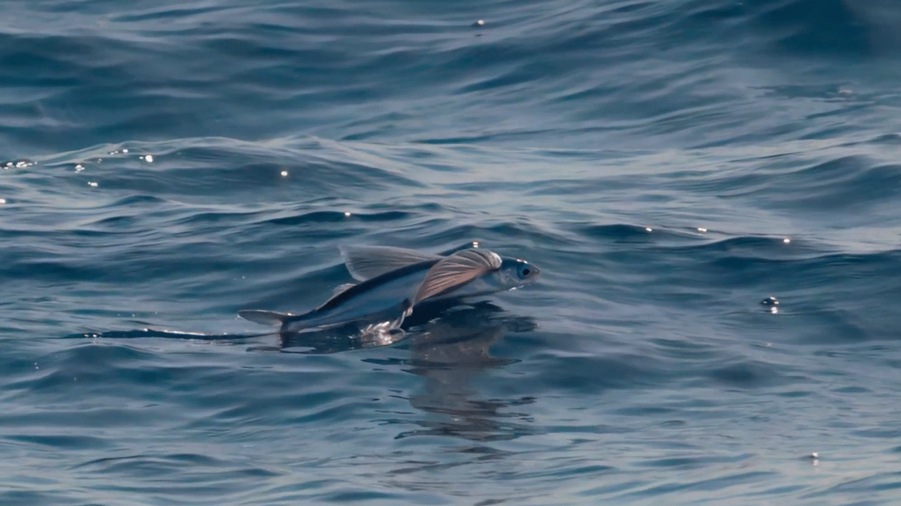 Ocean Video & Resources | ClickView