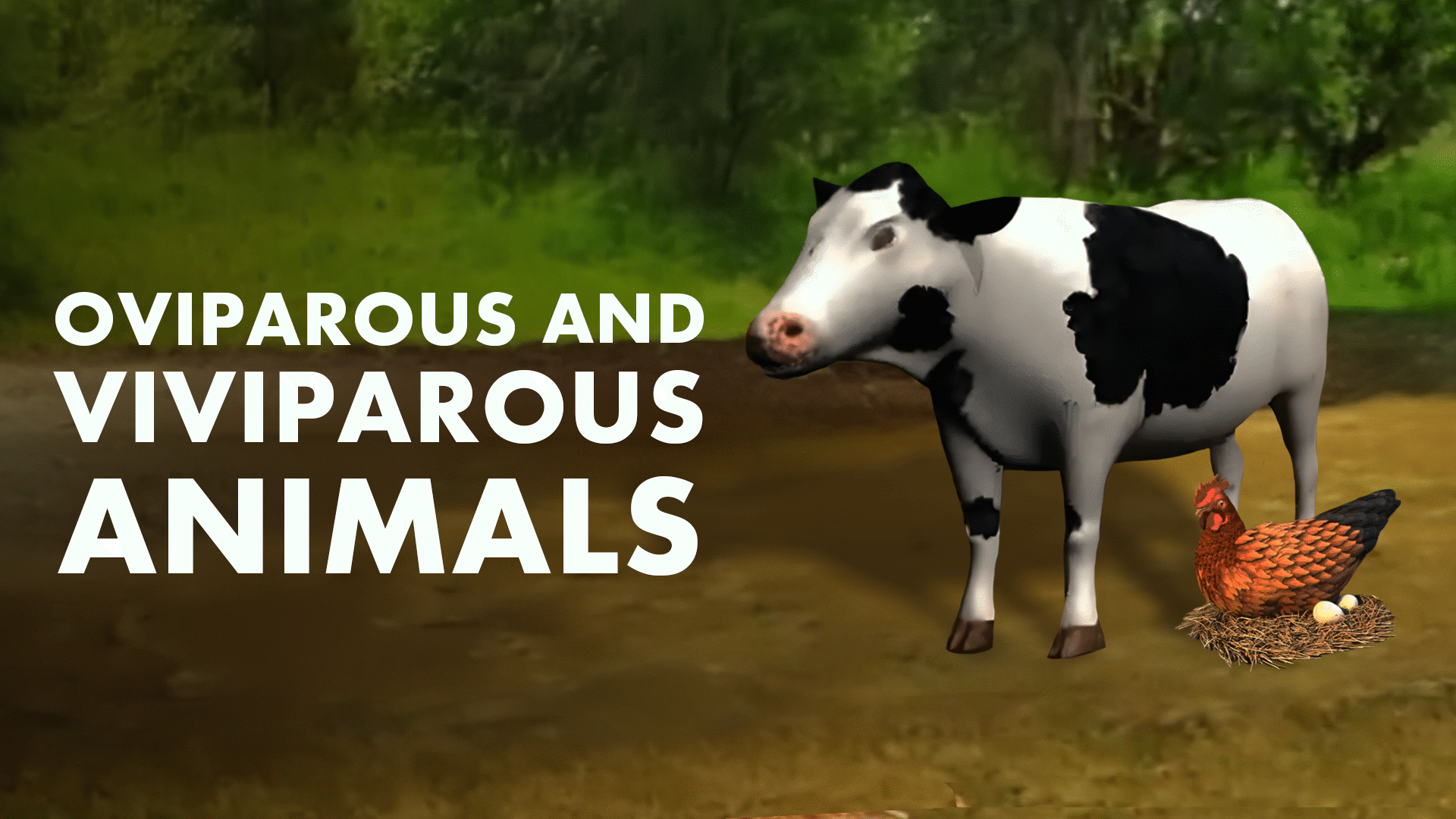 Oviparous and Viviparous Animals | ClickView