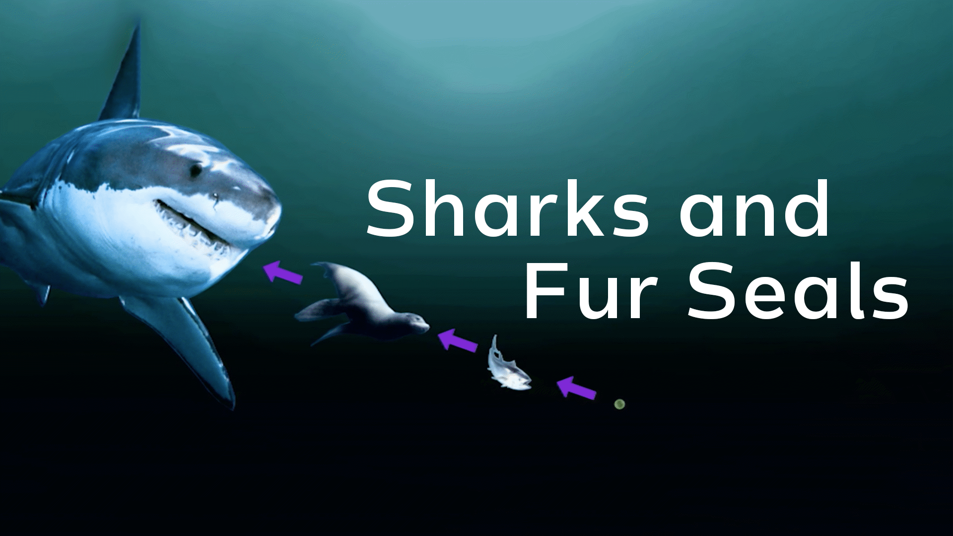 Sharks and Fur Seals Video & Resources | ClickView