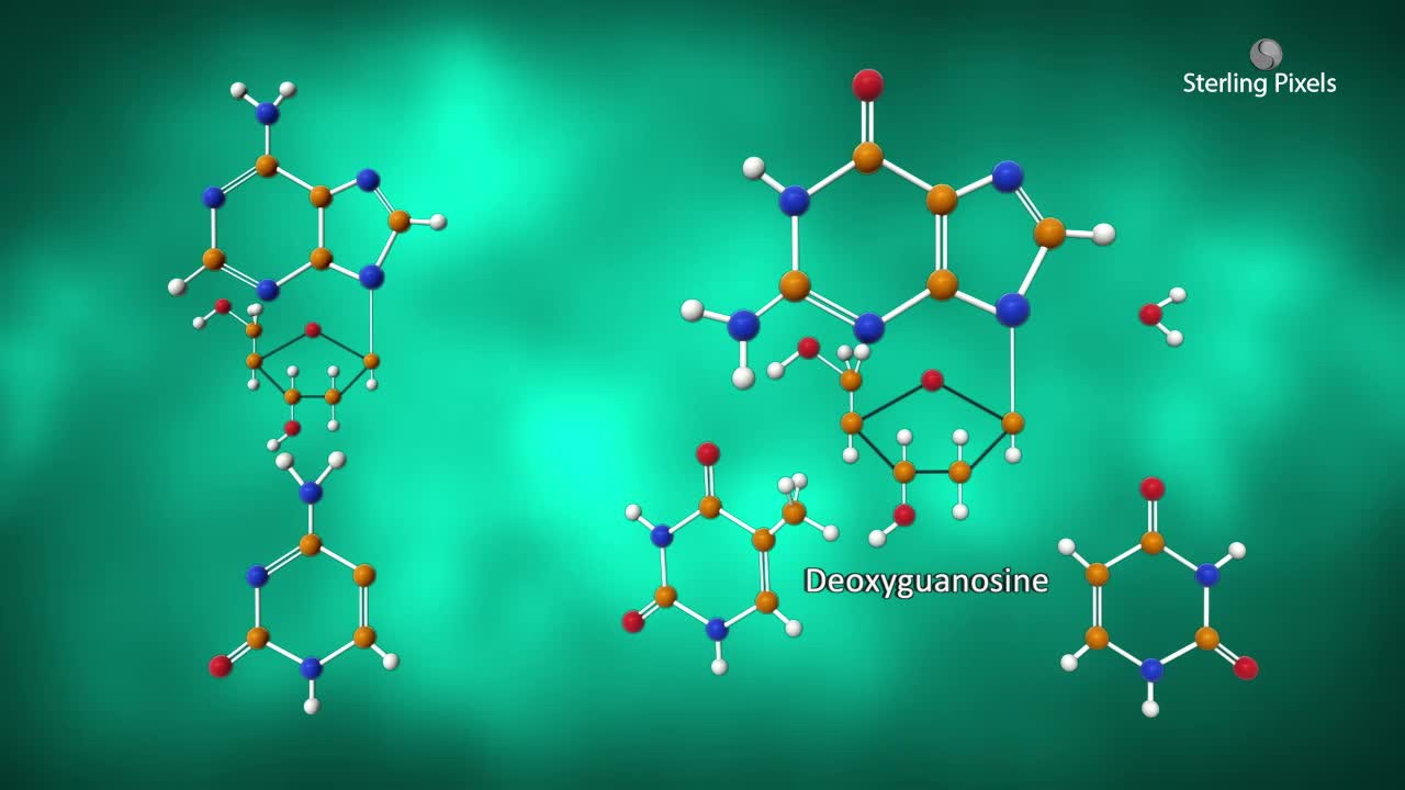 Molecular Basis Of Inheritance Videos And Resources Clickview 7302