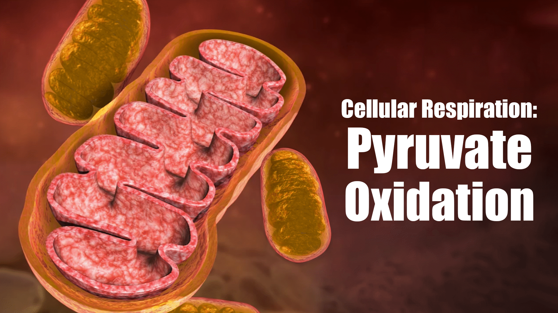 Cellular Respiration: Pyruvate Oxidation | ClickView