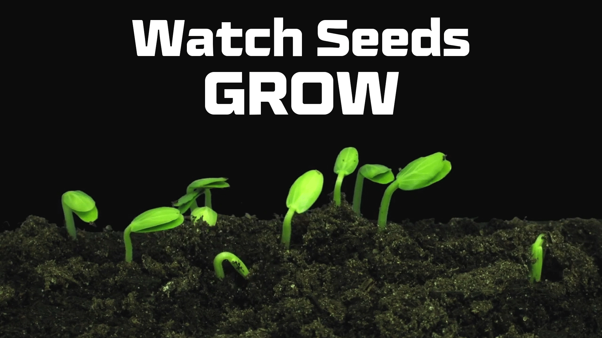 Growing a Seed Video & Resources | ClickView