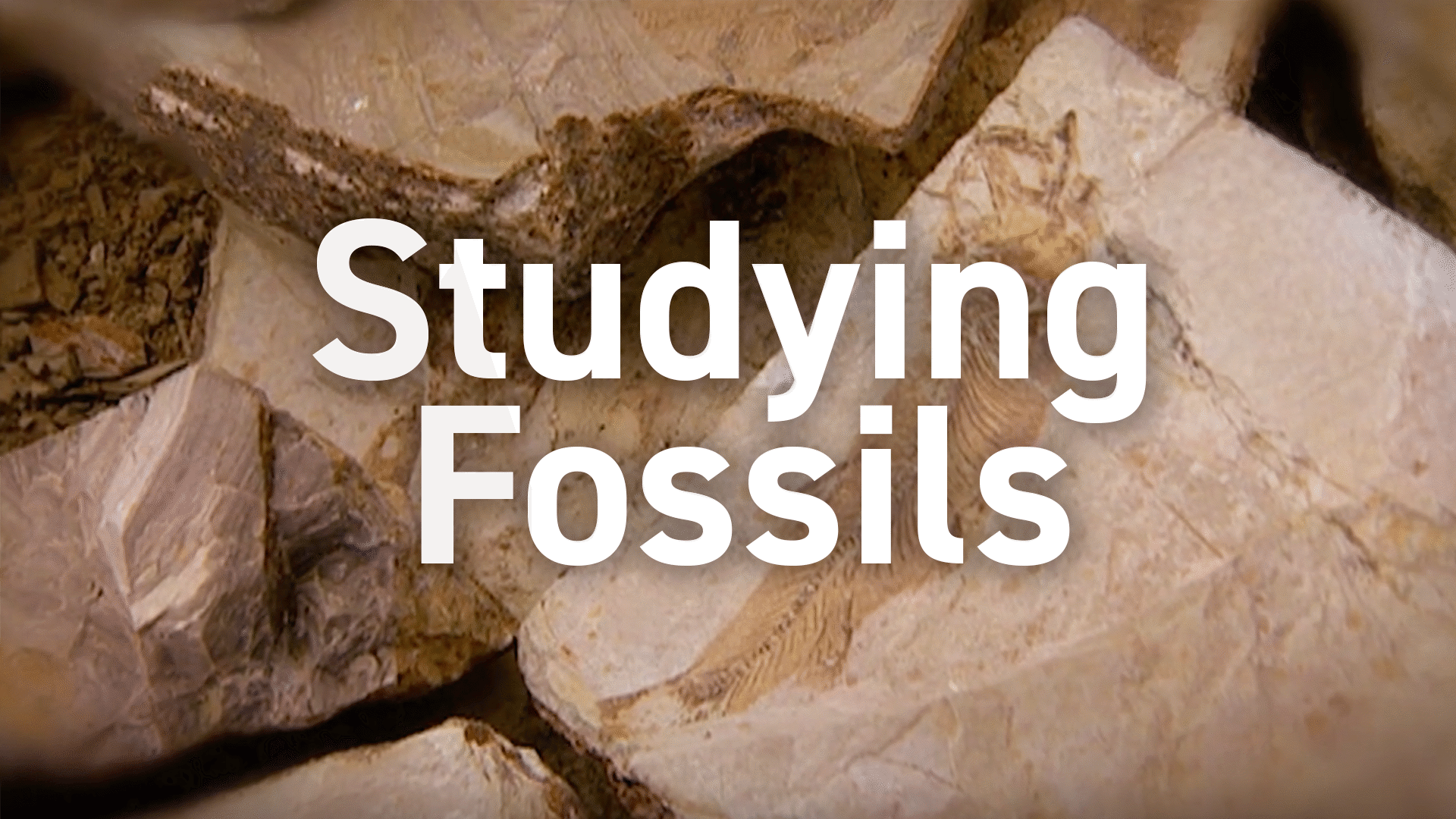 Fossil Evidence Video & Resources | ClickView