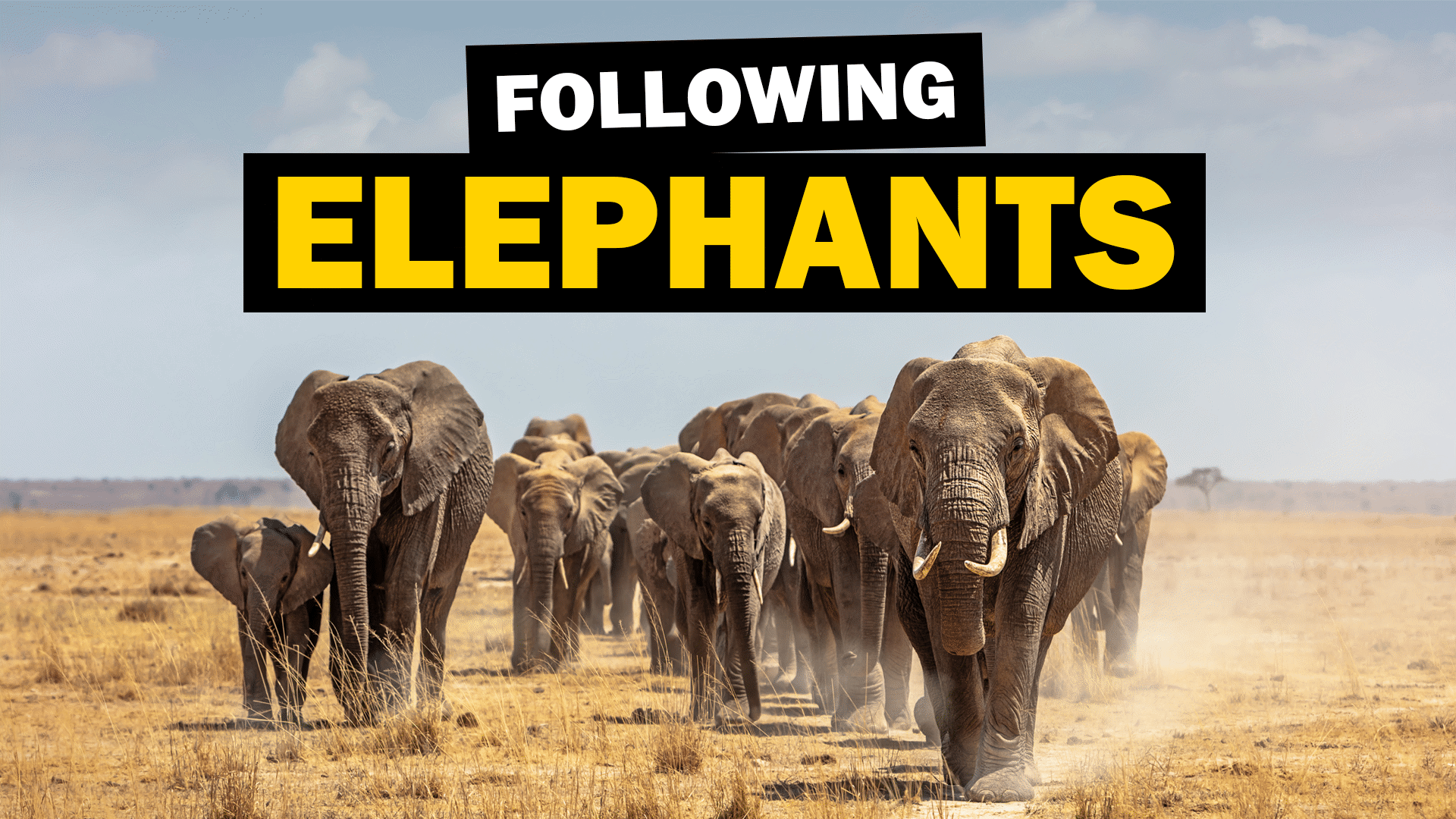 World Elephant Day Videos, Resources & Worksheets | ClickView