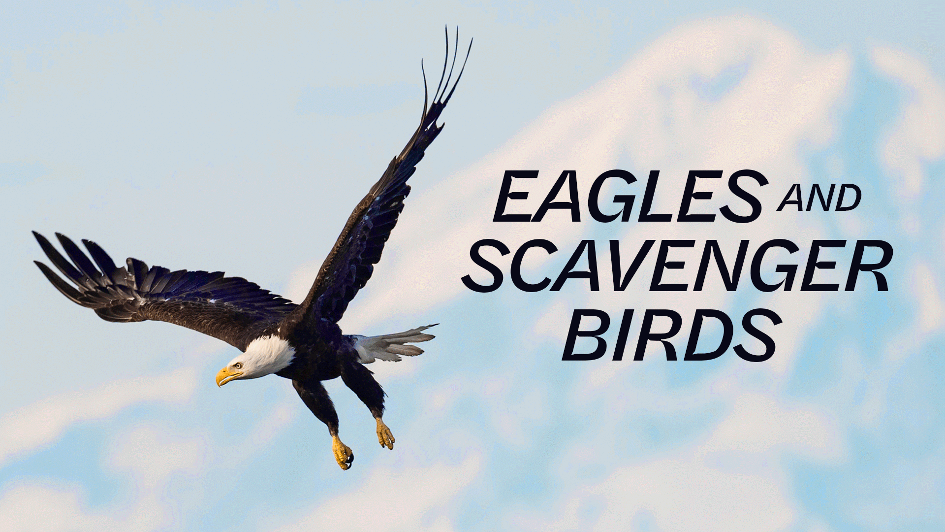 Eagles and Scavenger Birds Video & Resources | ClickView
