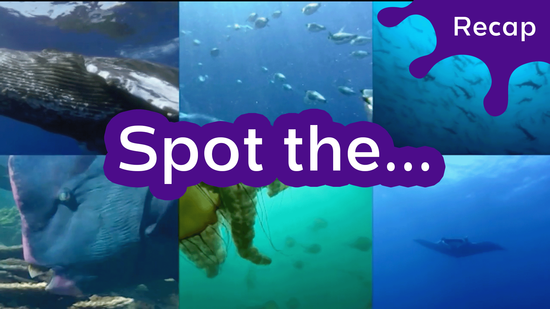 Variation and Classification | ClickView