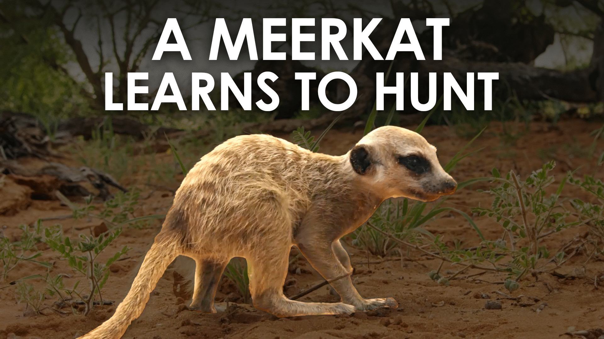 A Meerkat Learns to Hunt Video & Resources | ClickView