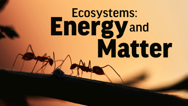 Ecosystems: Energy and Matter Video & Resources | ClickView Ecosystems: Energy and Matter Video & Resources | ClickView