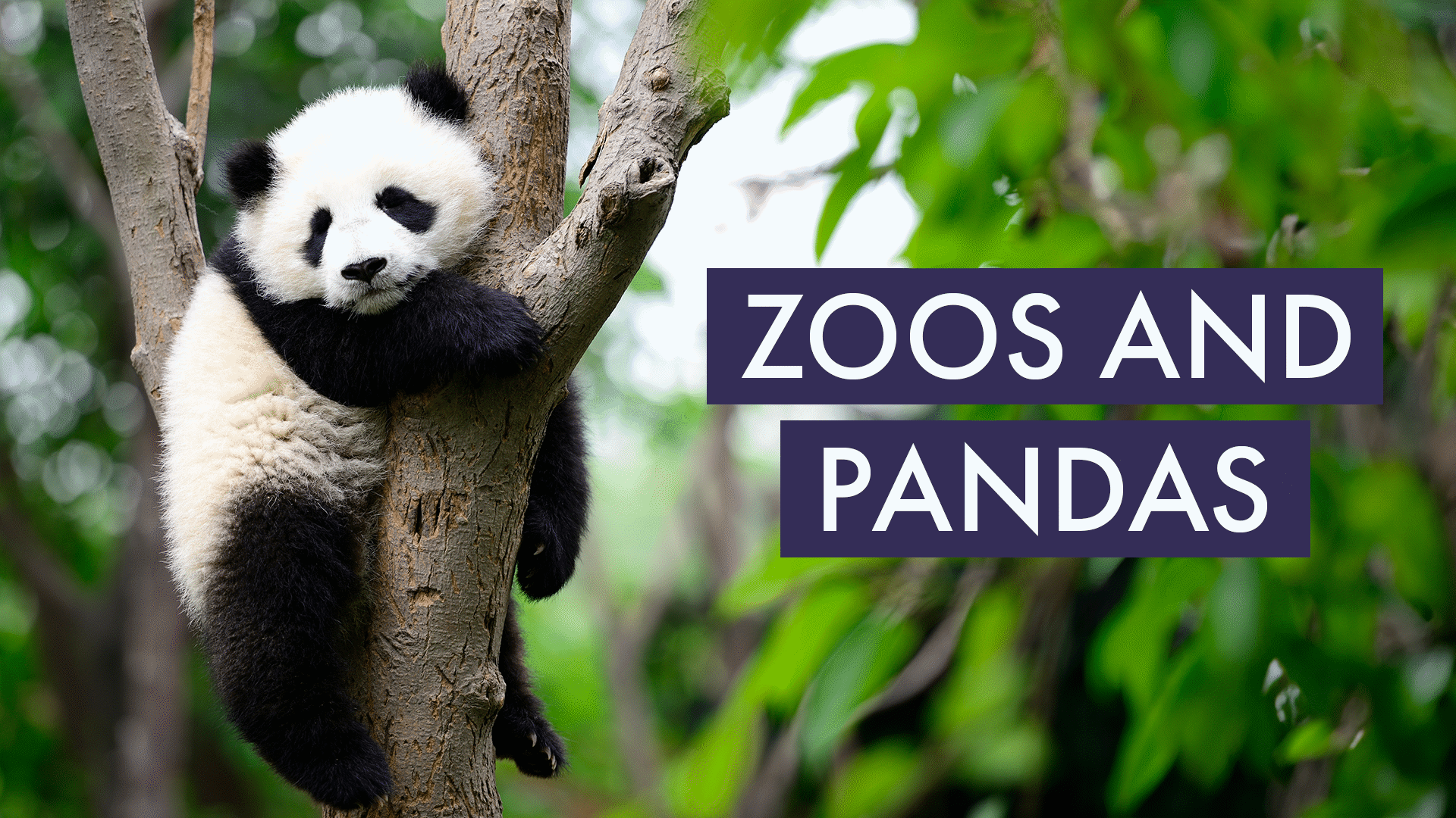 Pandas Video & Resources | ClickView
