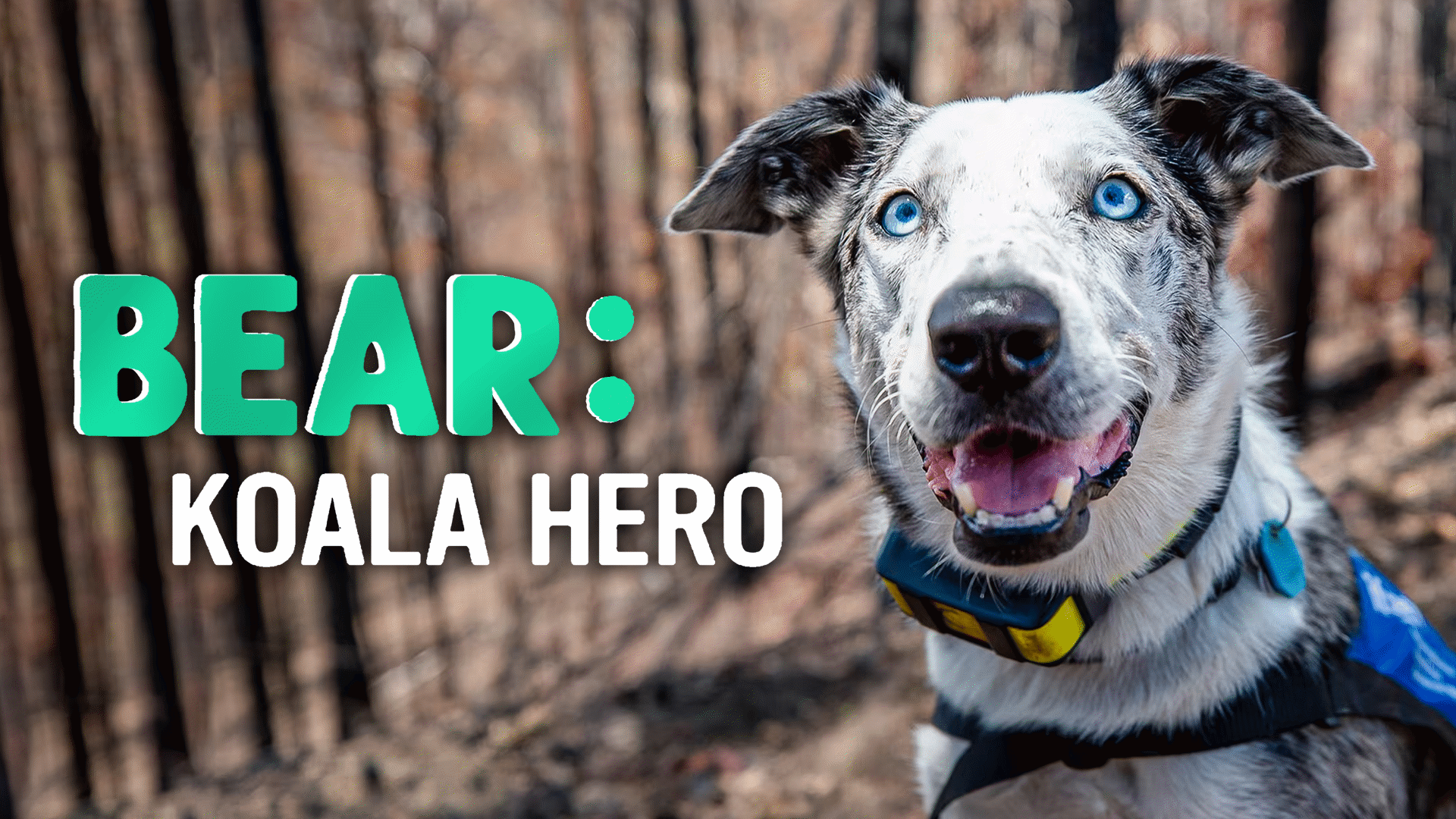 Bear: Koala Hero Video & Resources | ClickView