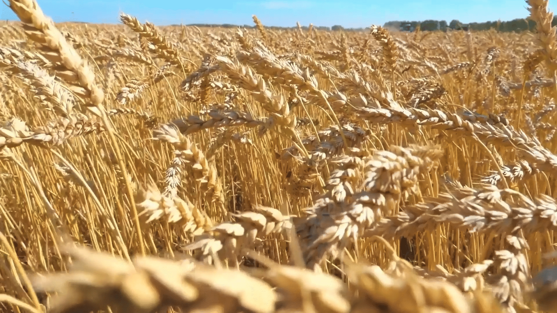 Staple Food and Main Crops Video Teaching Resources | ClickView