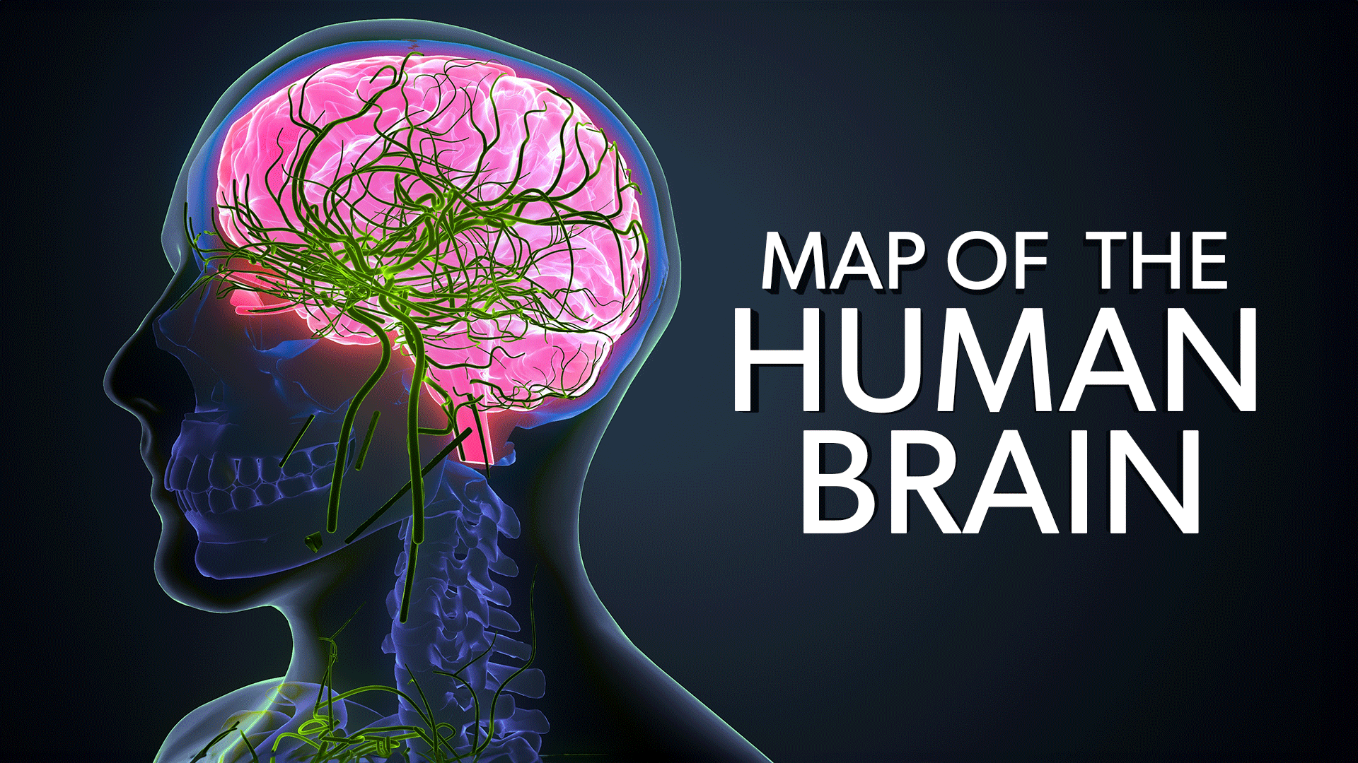 Map of the Human Brain Video & Resources | ClickView