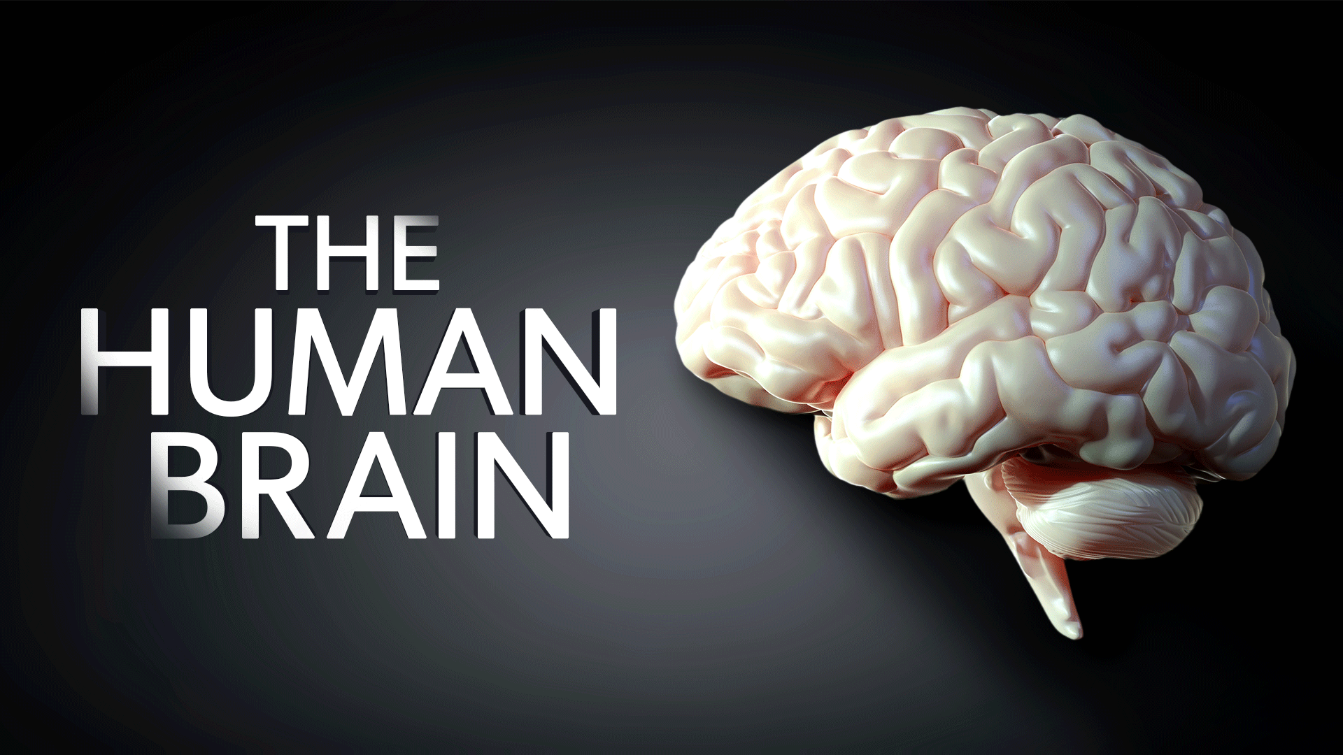 The Human Brain Video & Resources | ClickView