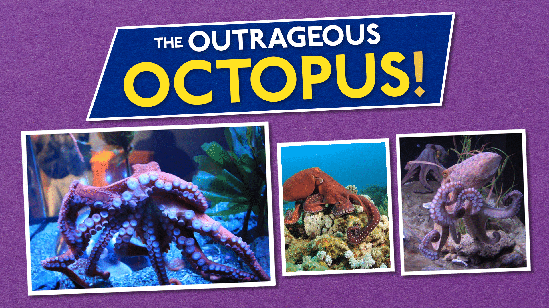 The Outrageous Octopus! Video & Resources | ClickView