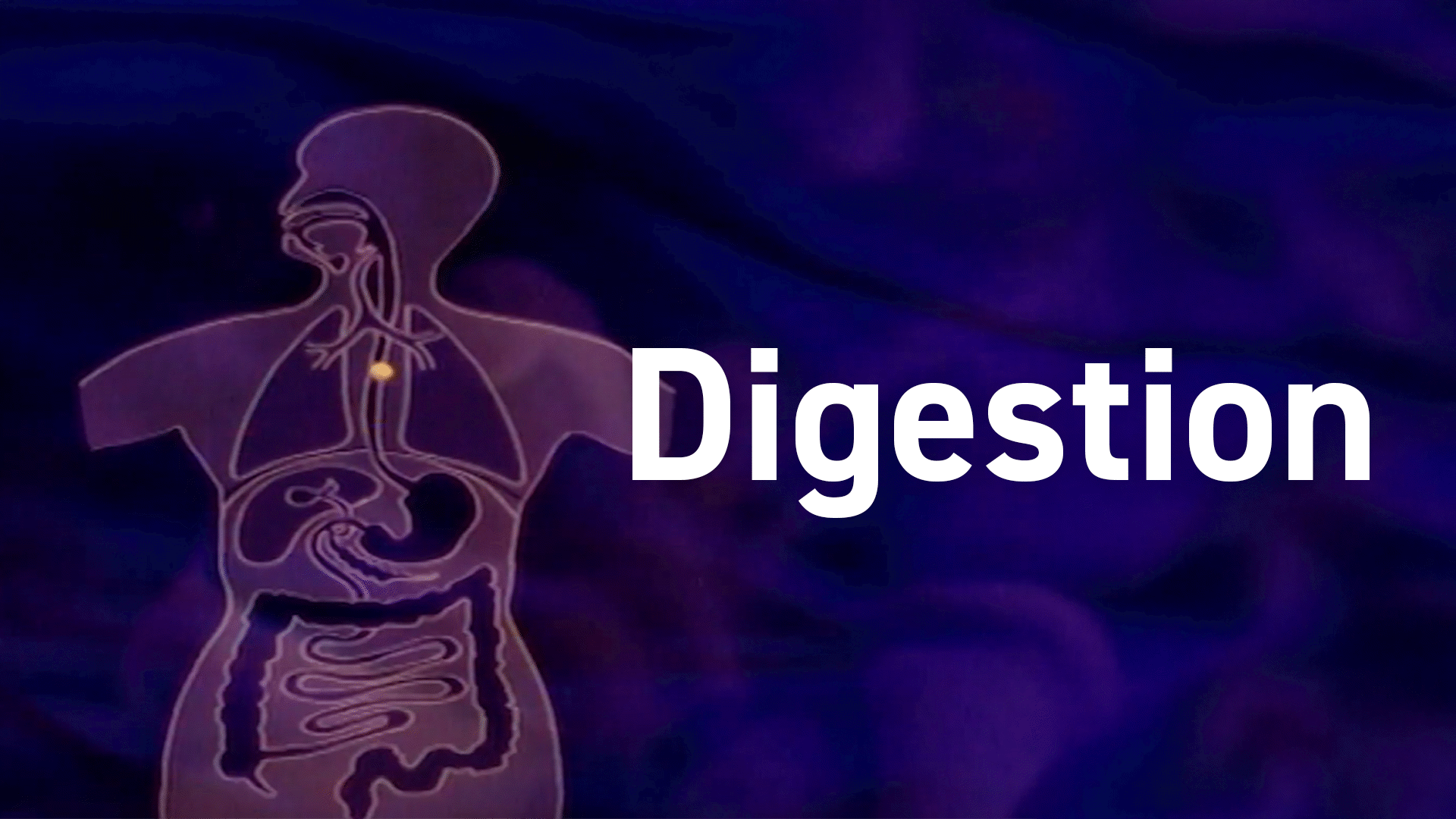 The Digestive and Excretory Systems | ClickView