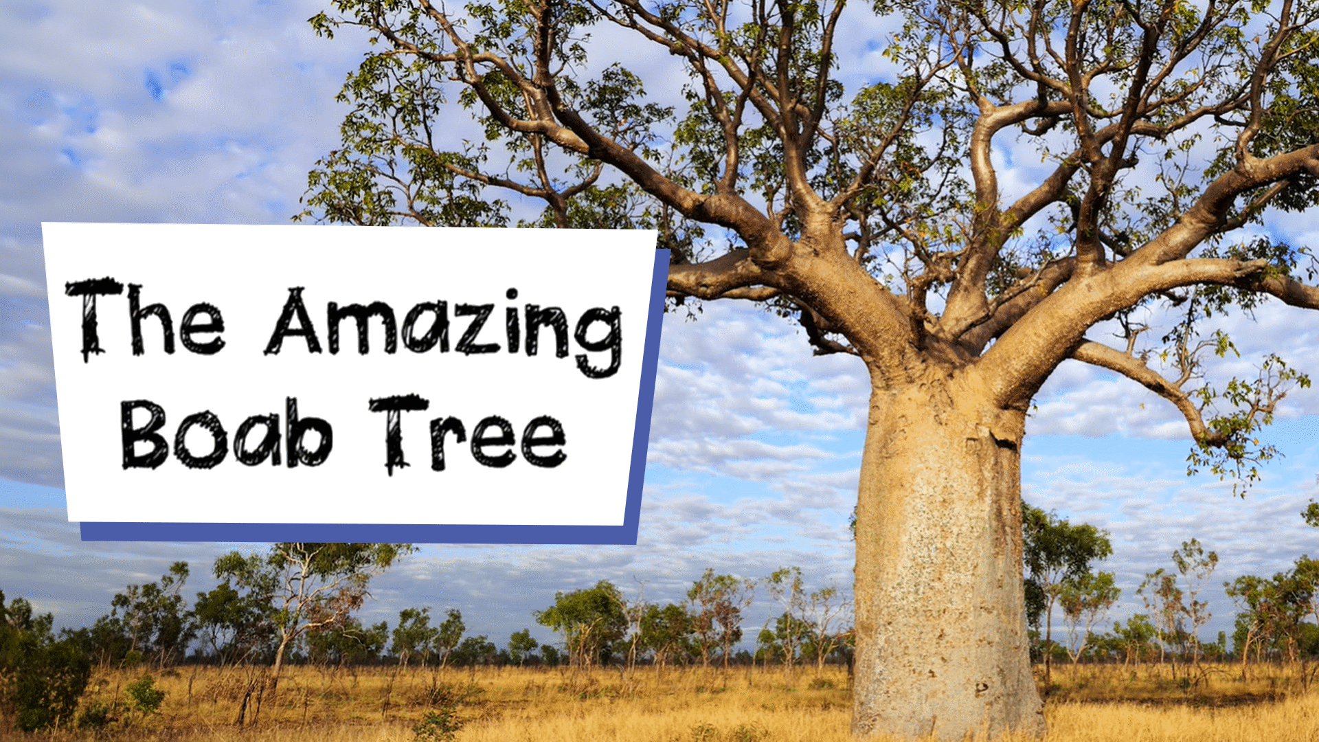 The Amazing Boab Tree Video & Resources | ClickView