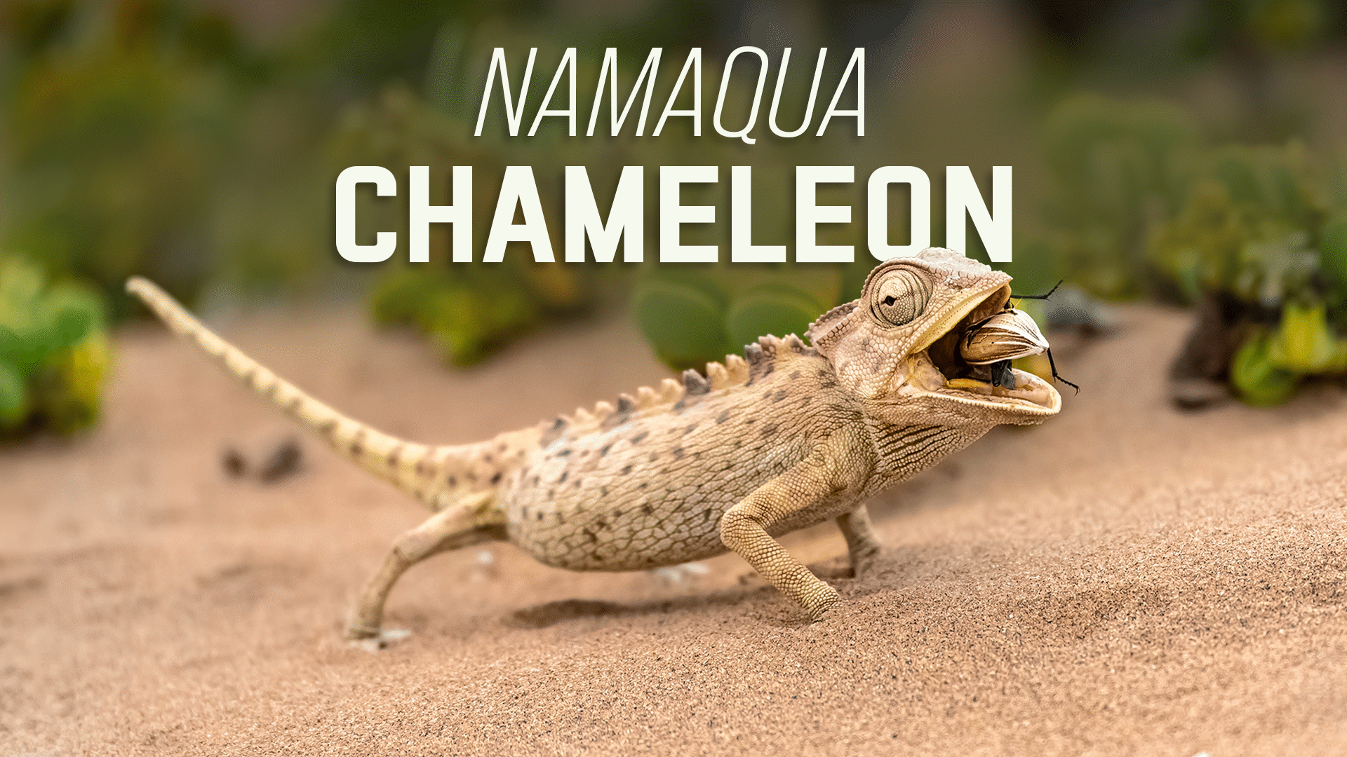 The Namaqua Chameleon Video & Resources | ClickView