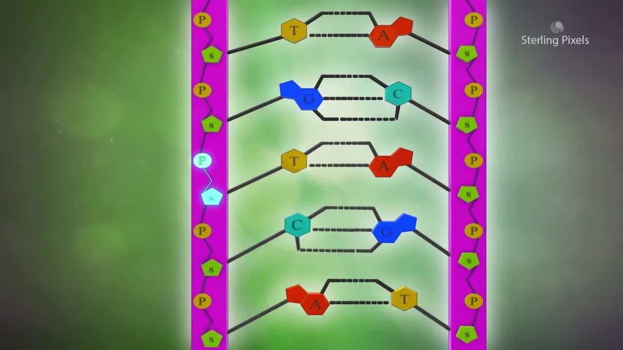 The Double Helix Structure of DNA | ClickView