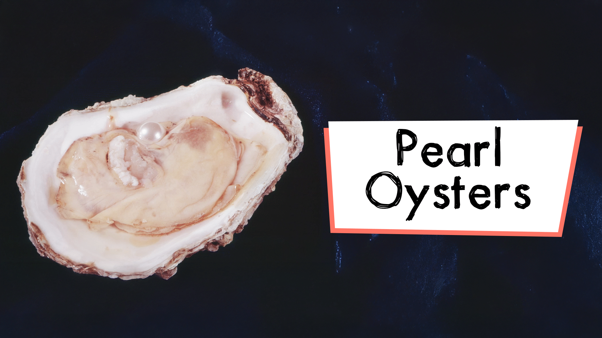 Pearl Diving in Australia Video & Resources | ClickView