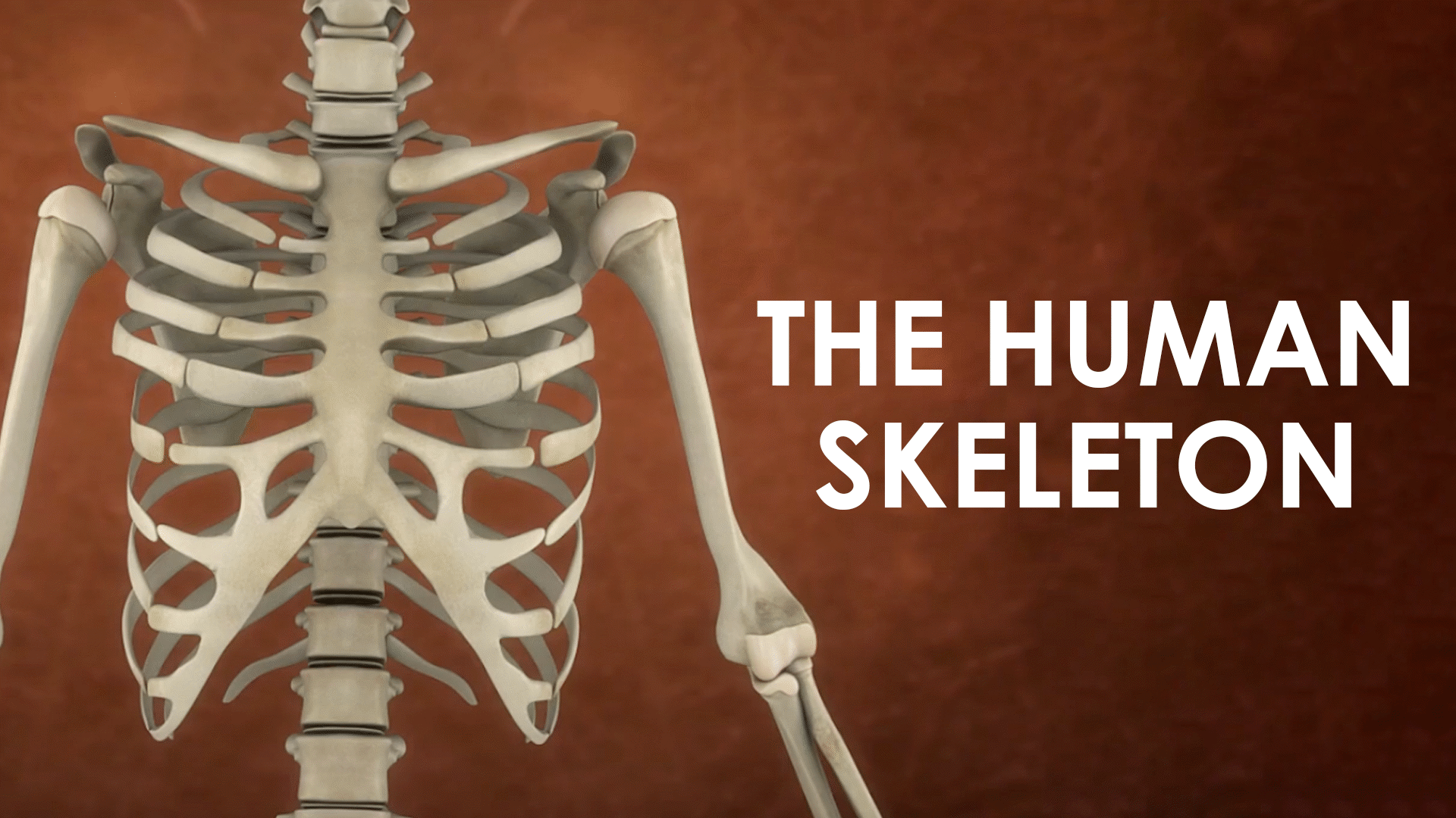 The Human Skeleton Video & Resources | ClickView