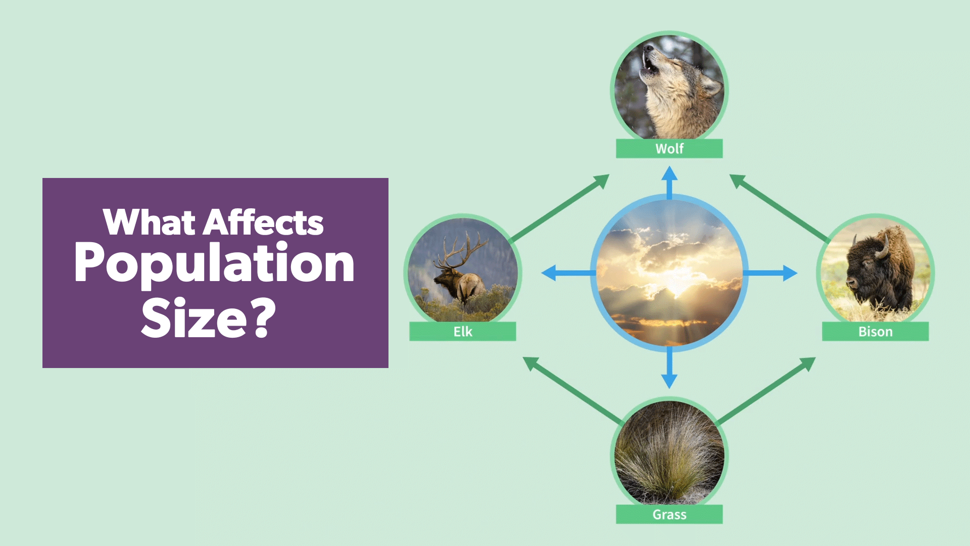 Factors Affecting Population Size | ClickView