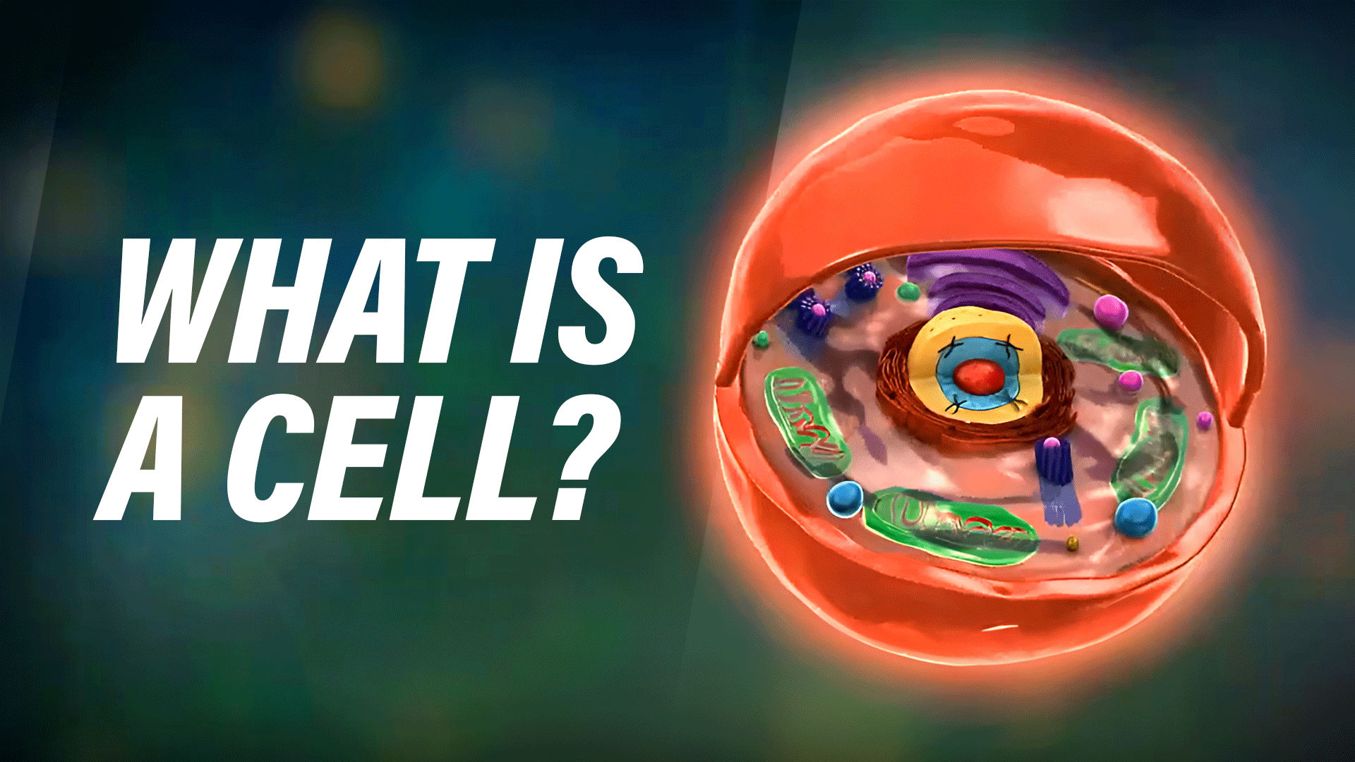 Introduction to Cells Video & Resources | ClickView