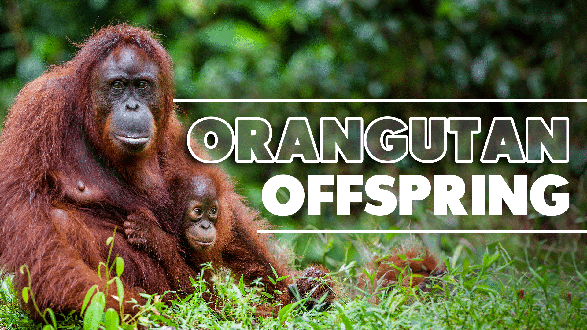 How Orangutans Learn from Their Parents | ClickView