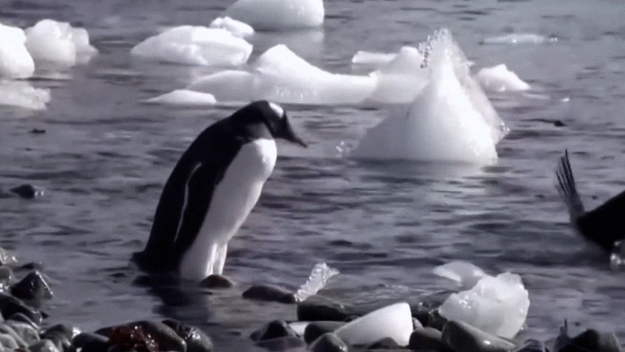 Lowest Antarctic Sea Levels - Sea Ice Levels... - ClickView