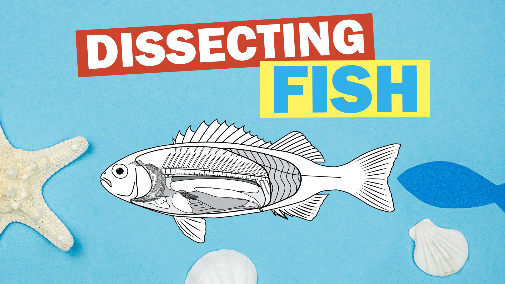 Dissections for the Science Classroom | ClickView