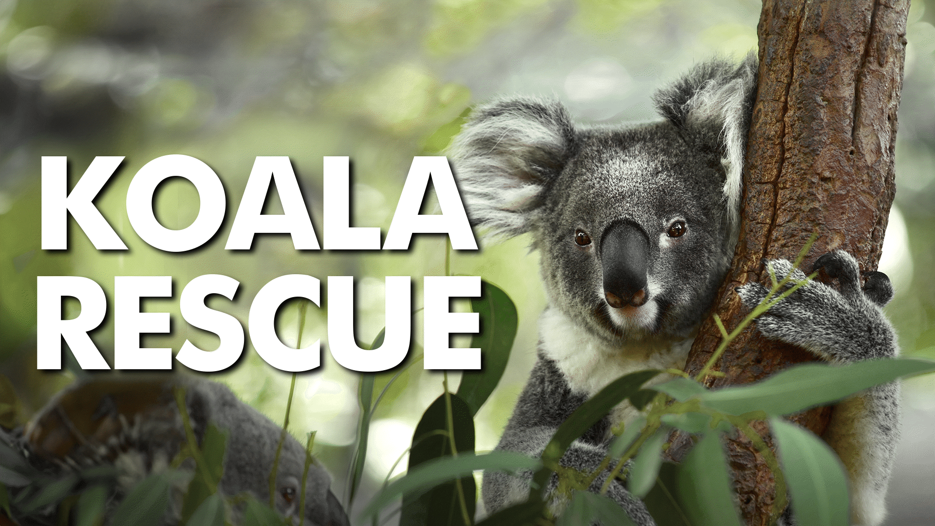 Koala Rescue Video & Resources | ClickView